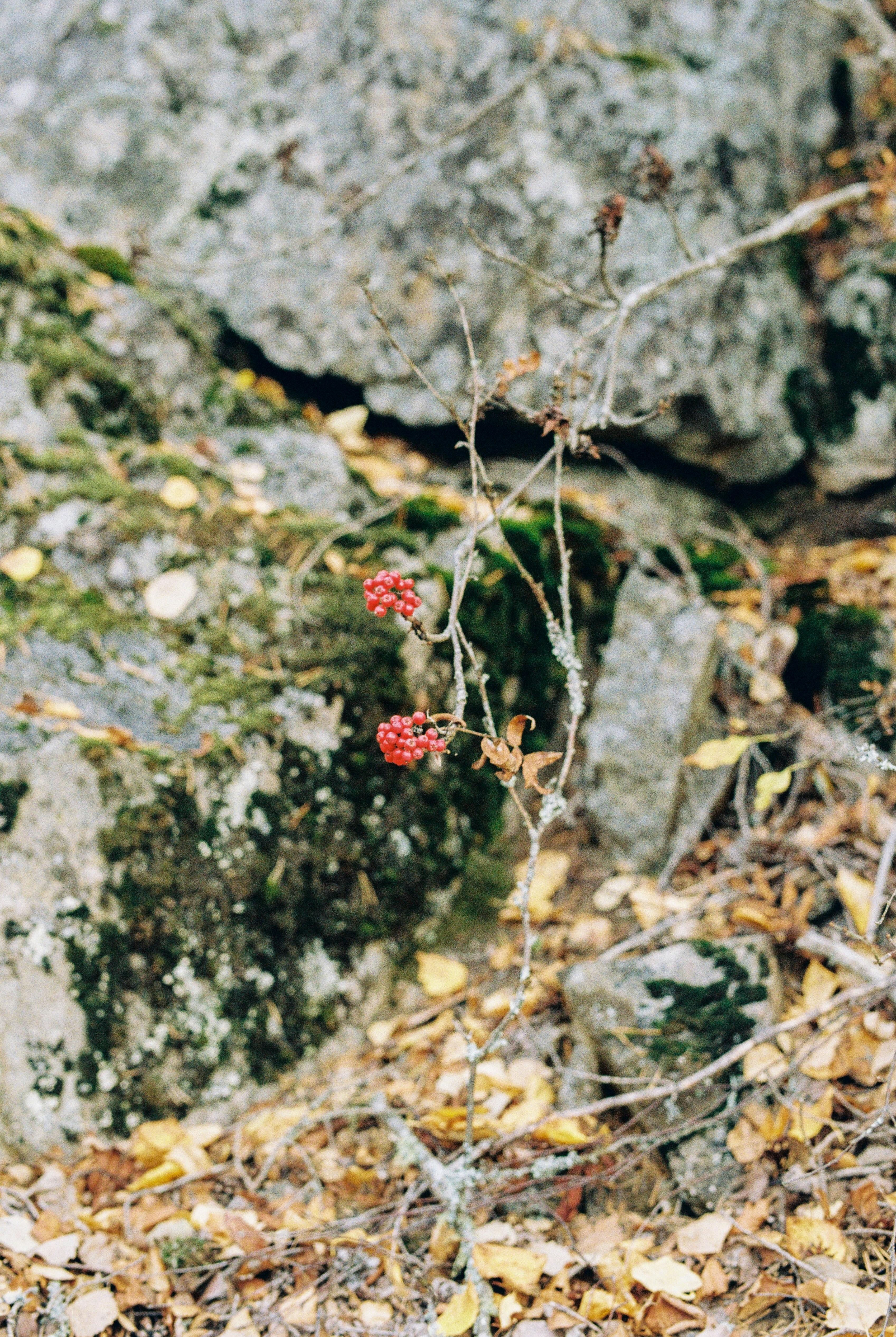 Photo of Rocks and a Branch with Red Berries · Free Stock Photo