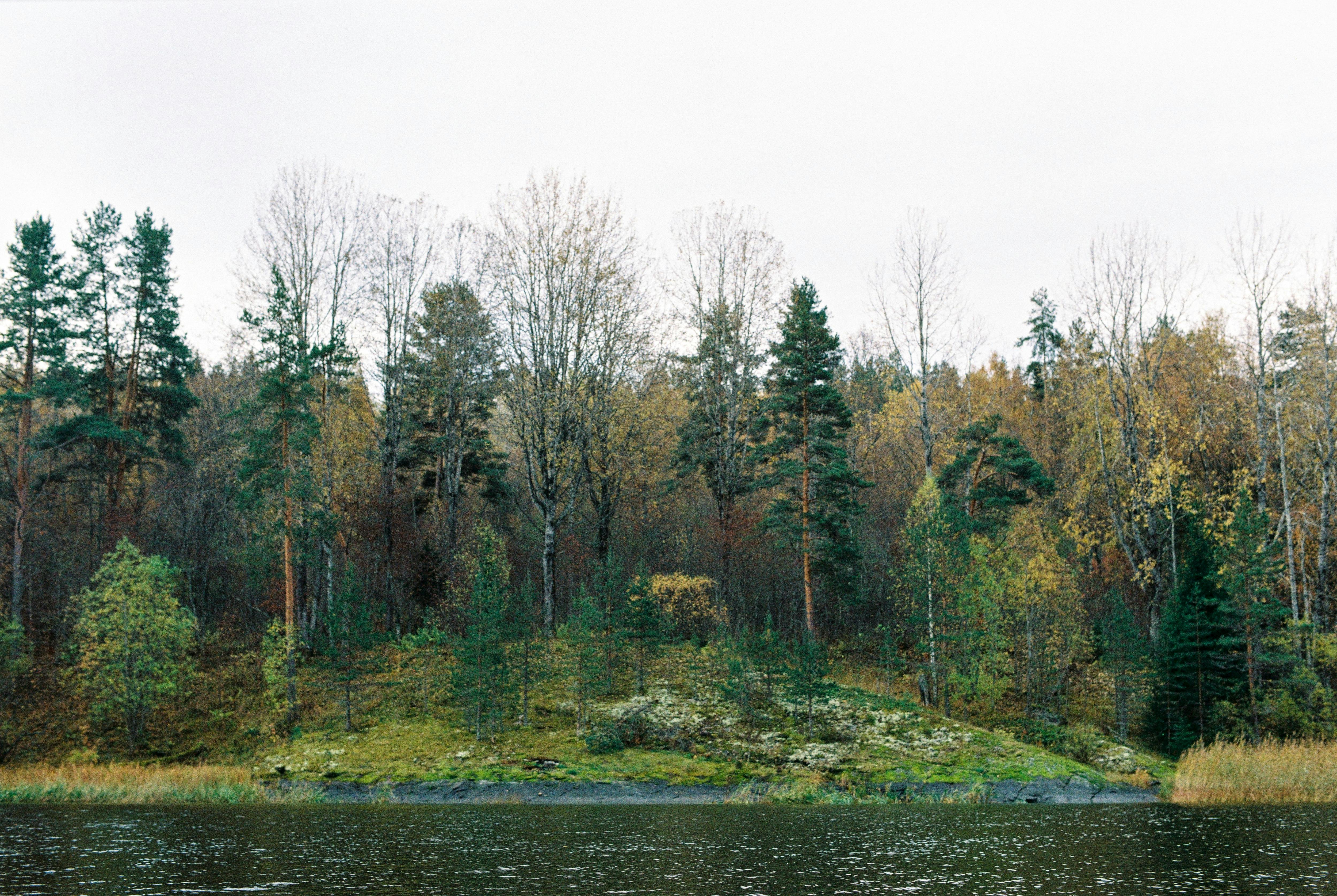 Forest Near Water · Free Stock Photo