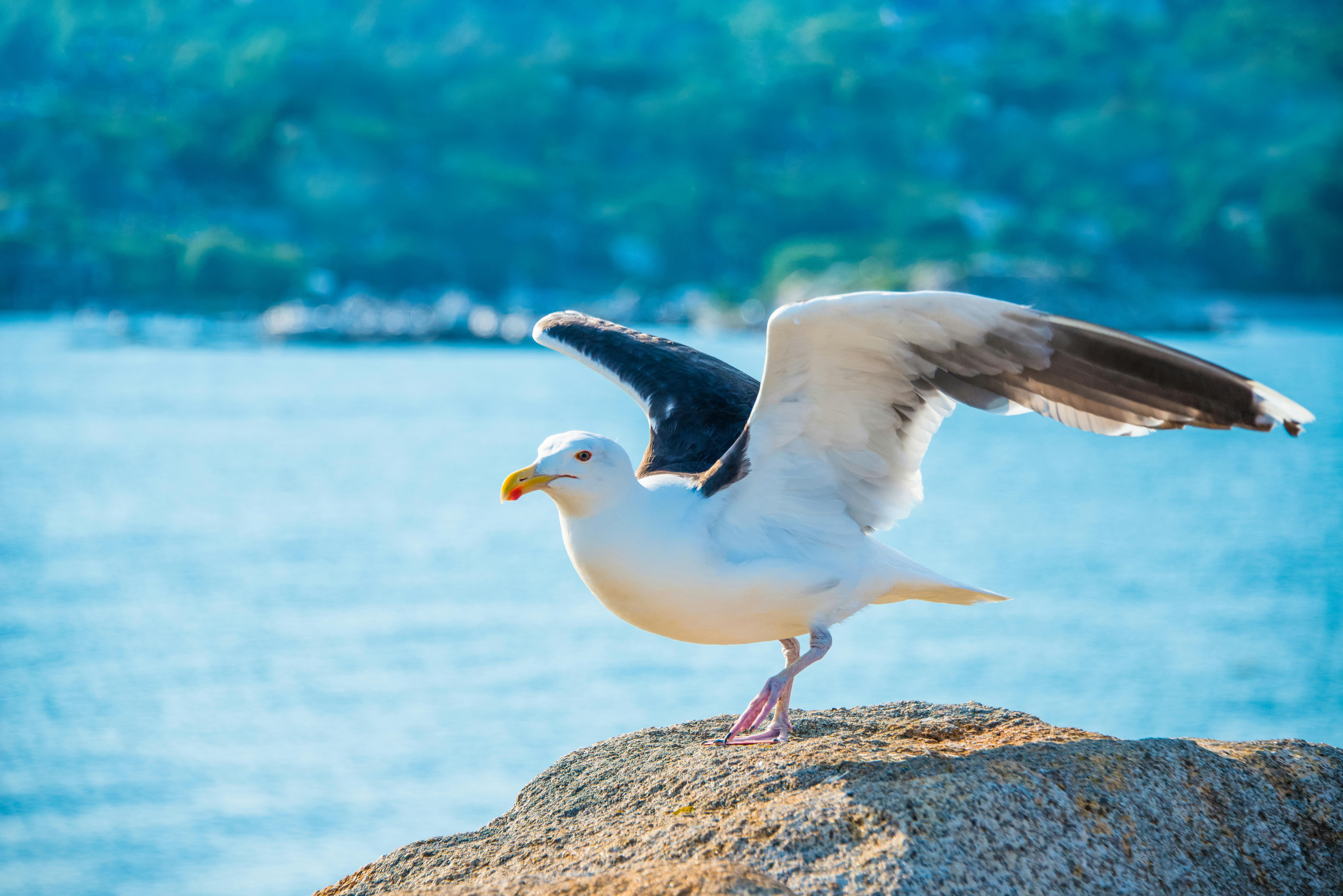 White Gull Perched on a Rock Near Body of Water · Free Stock Photo