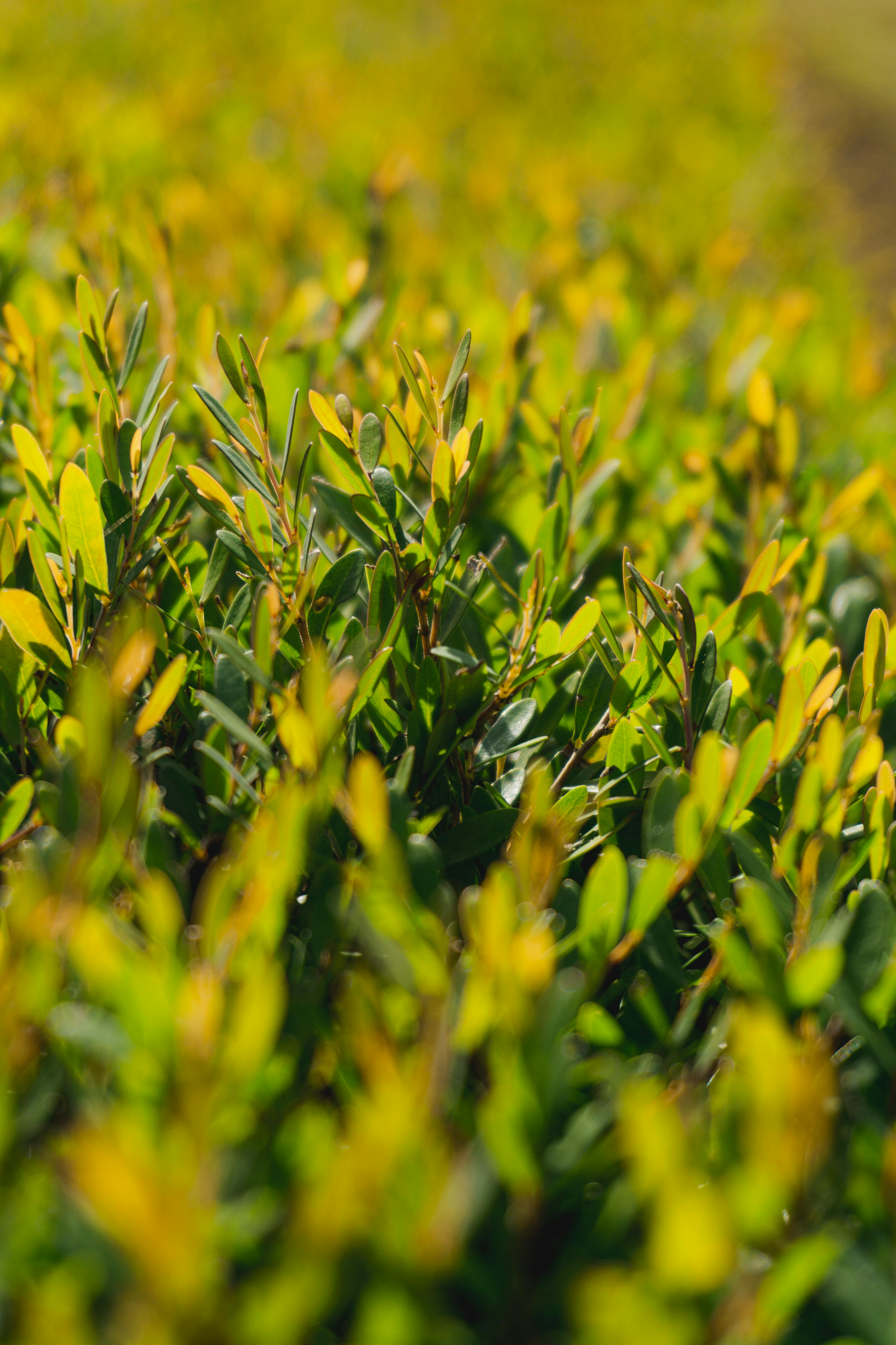 Weed Plant Wallpaper Photos, Download The BEST Free Weed Plant ...