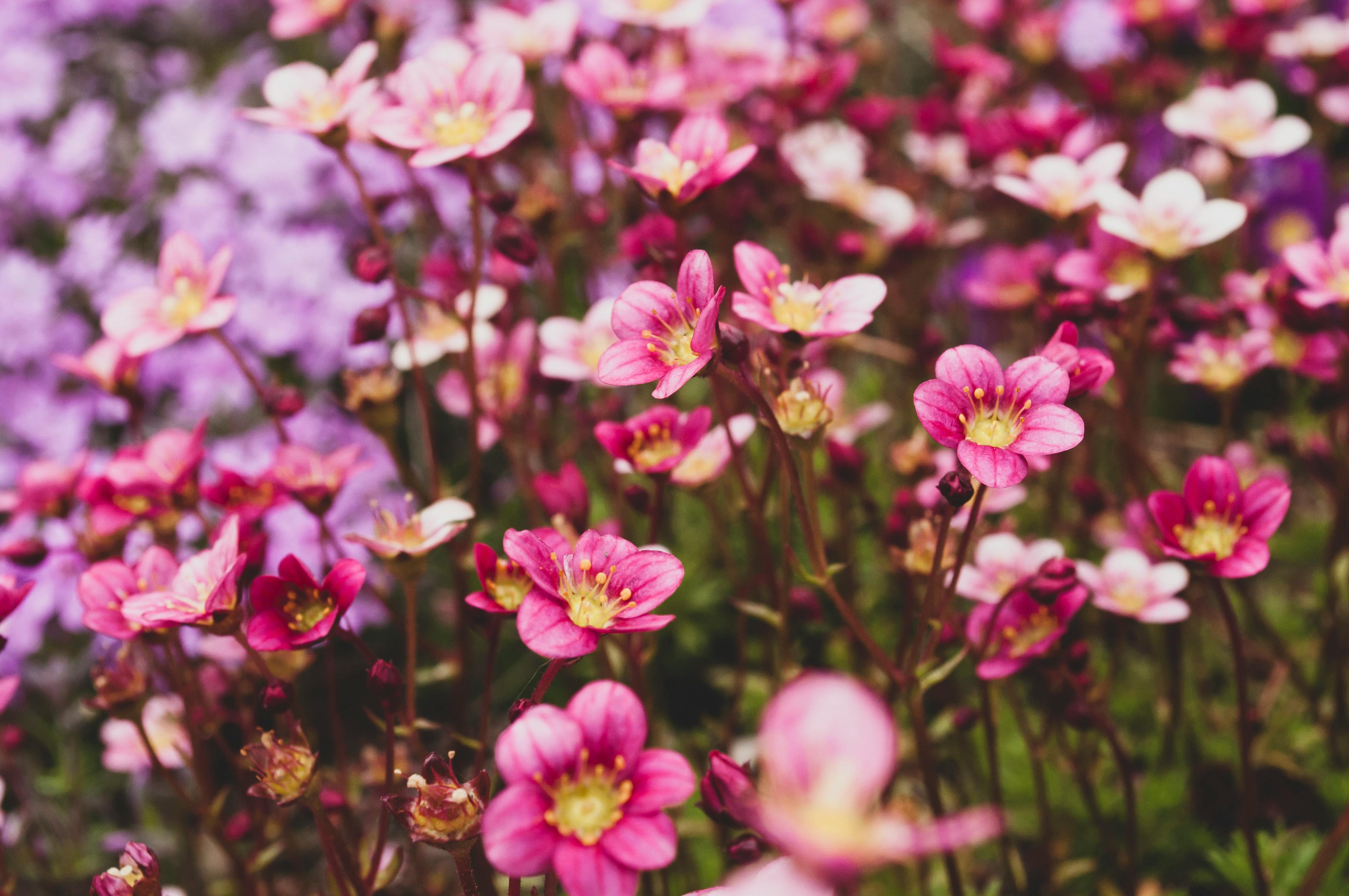 Flowers in Bloom · Free Stock Photo