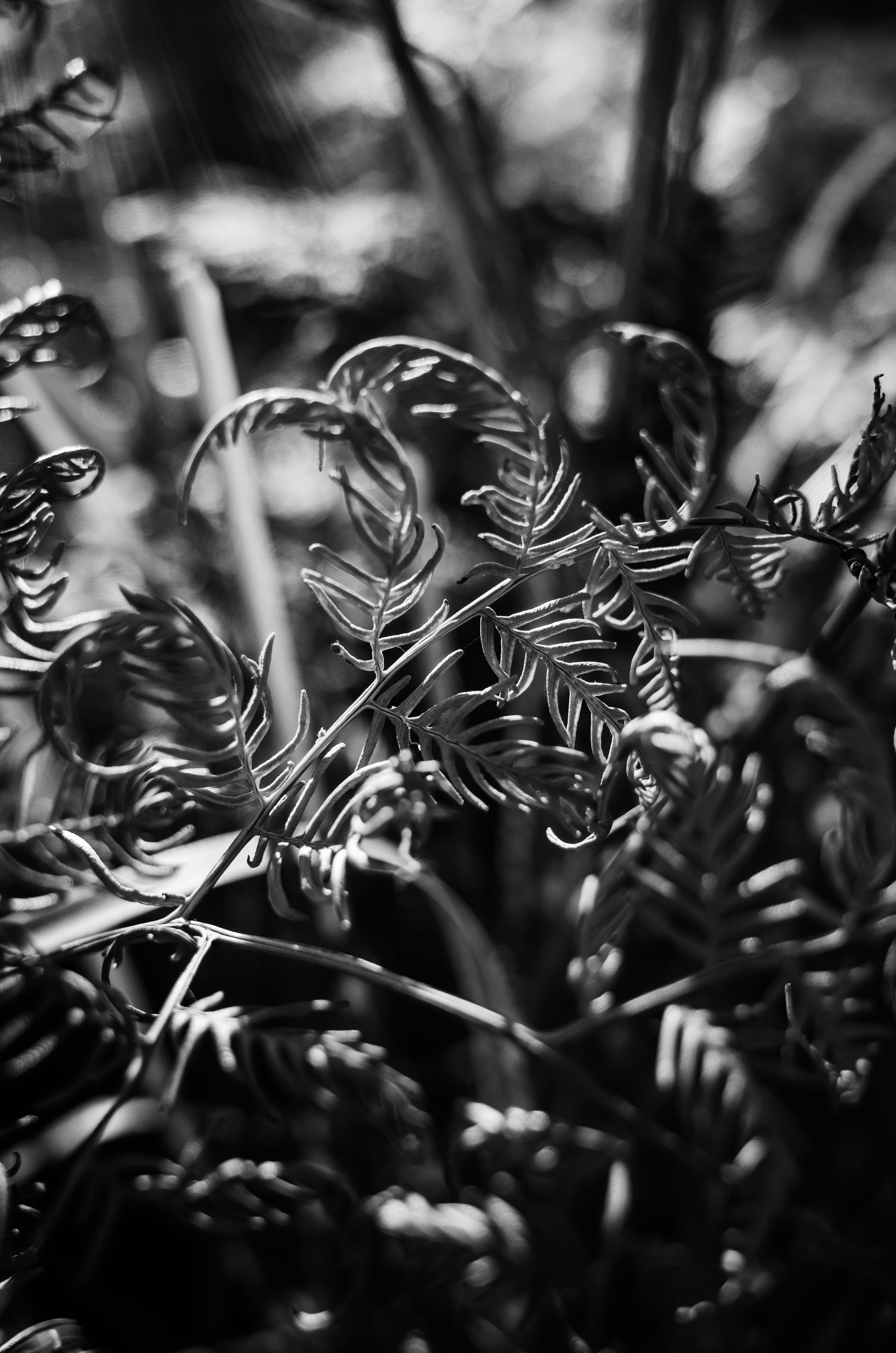 Grayscale Photo of a Plant · Free Stock Photo
