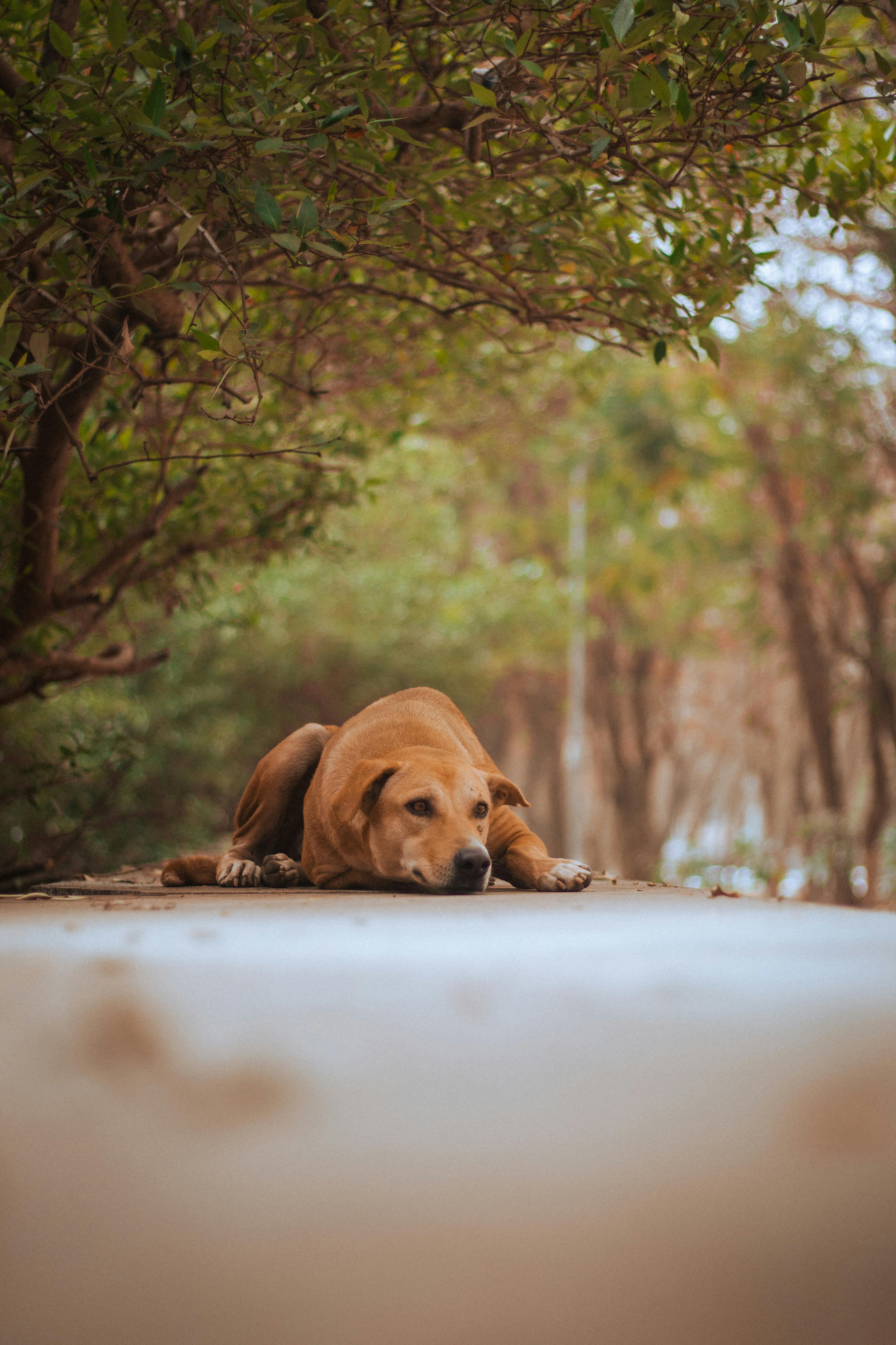 Dog Lying Down on Ground · Free Stock Photo