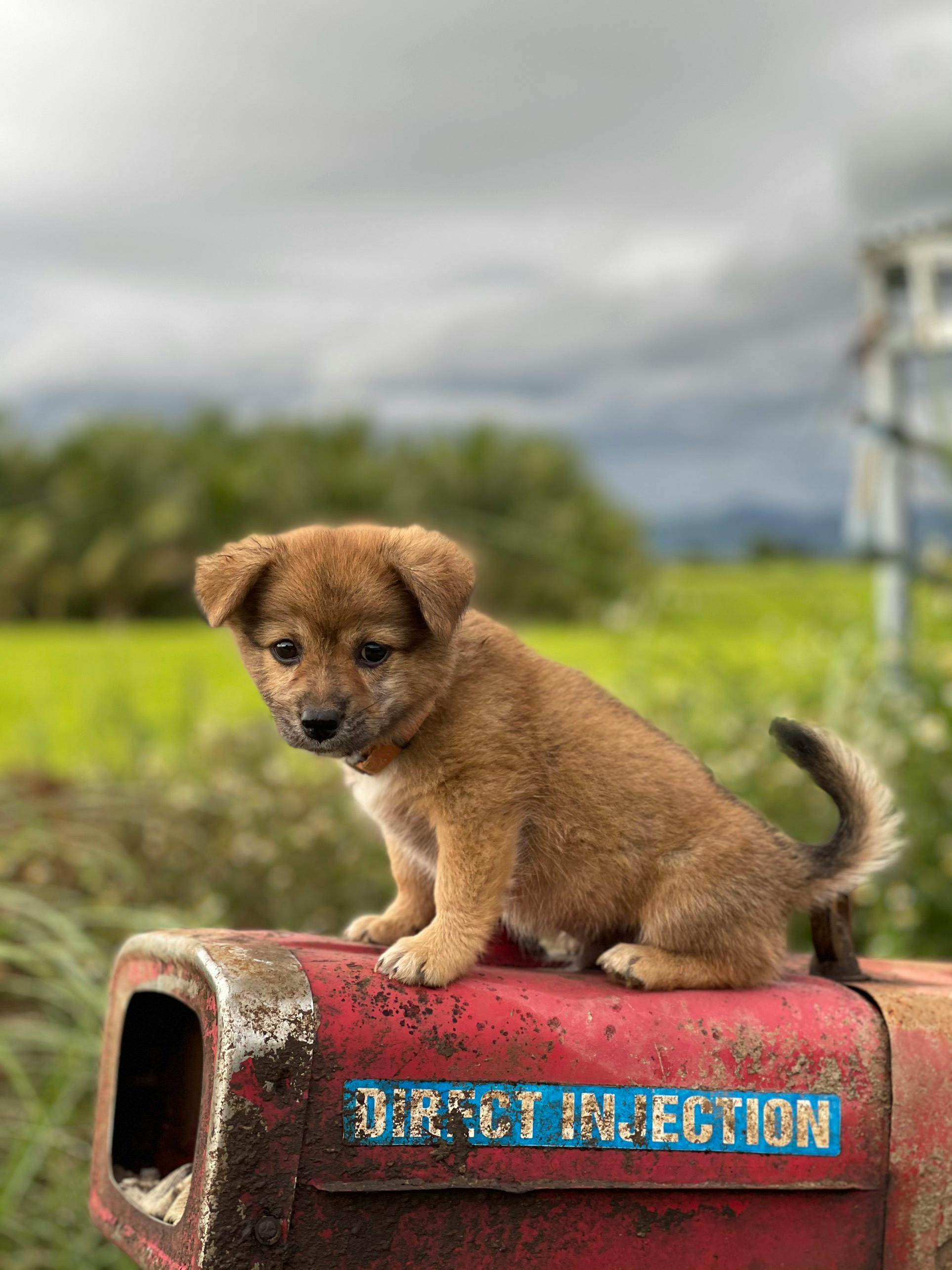 A Puppy on a Mailbox · Free Stock Photo