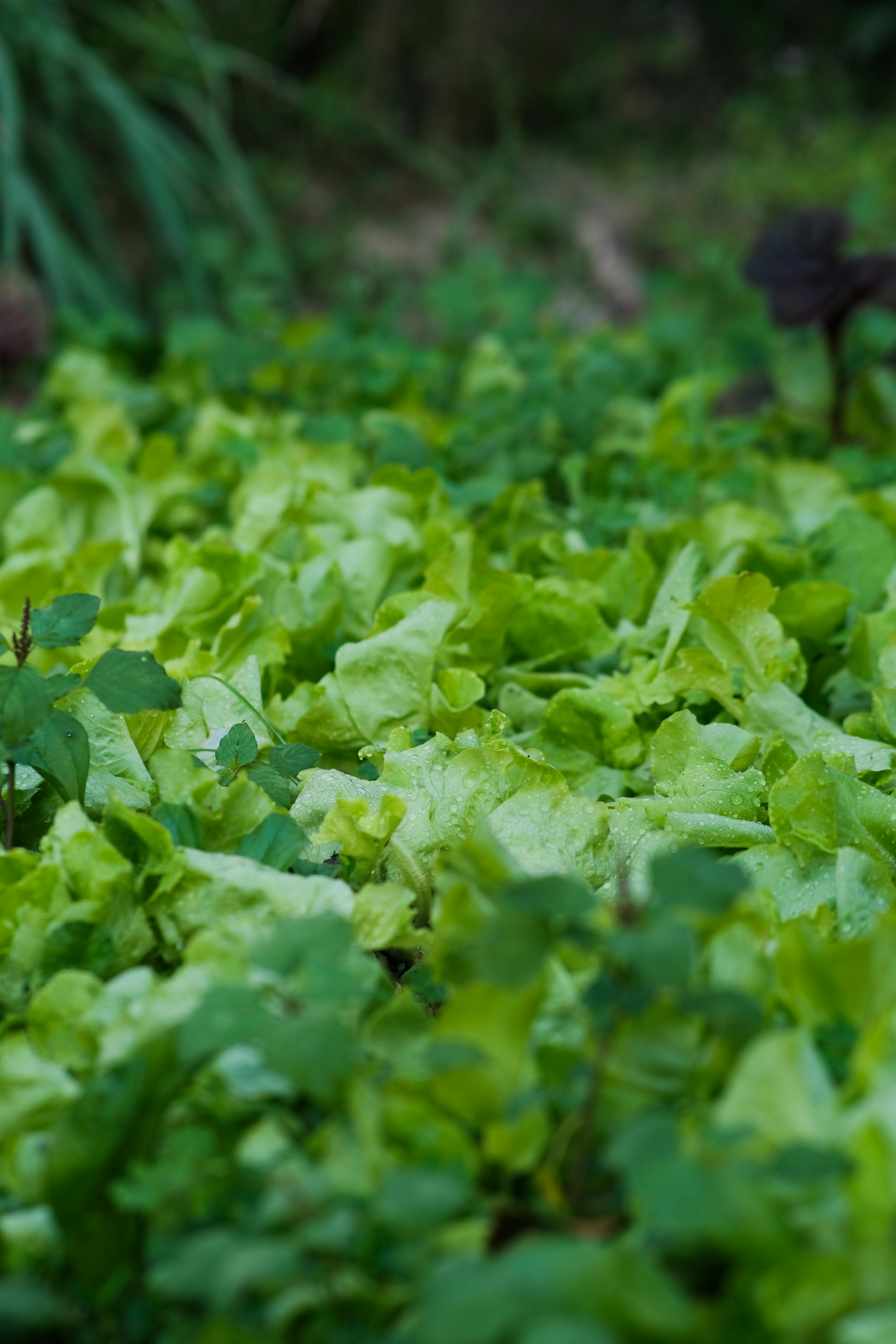 Green Crops in Close-up Photography · Free Stock Photo
