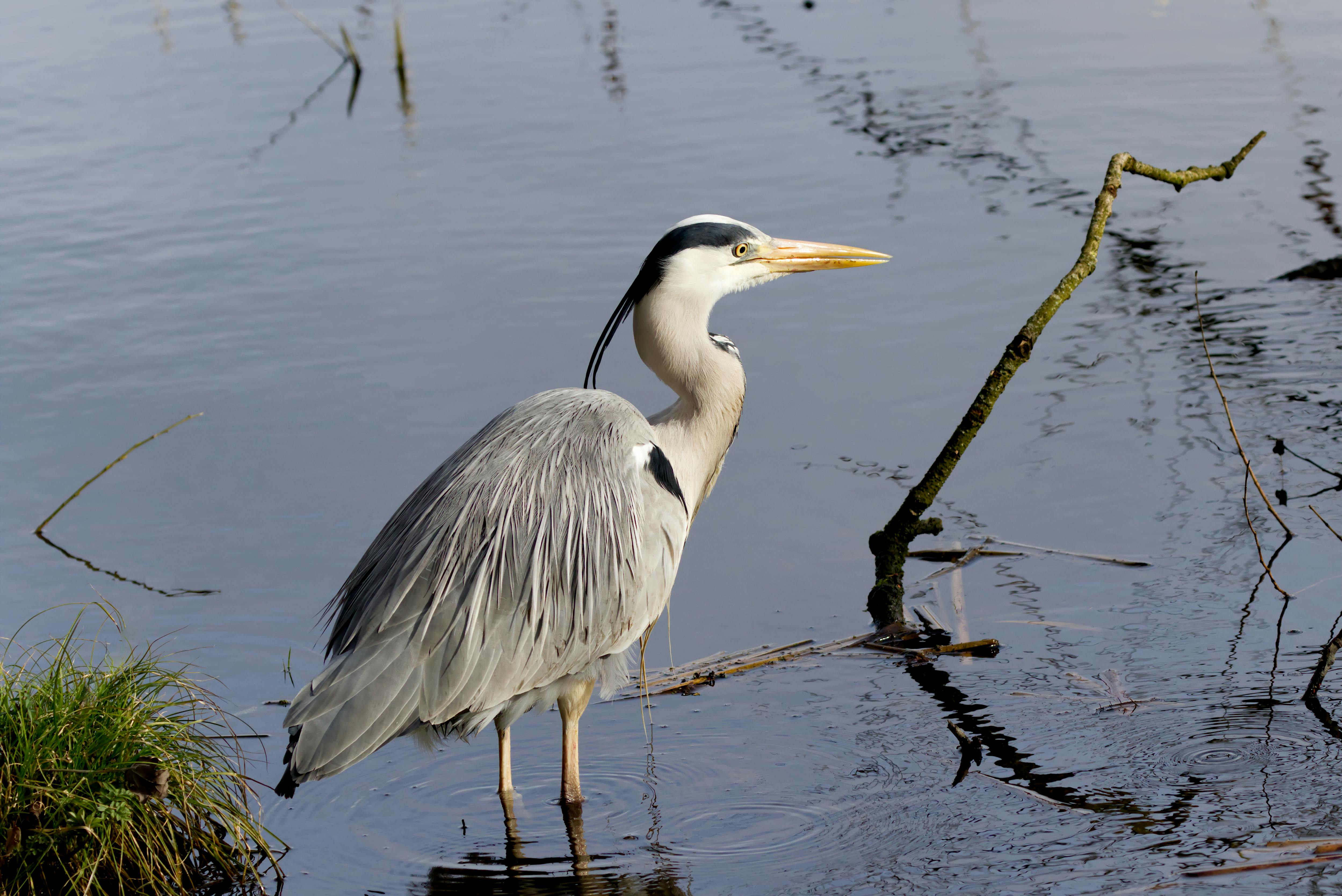 White Crane Bird · Free Stock Photo