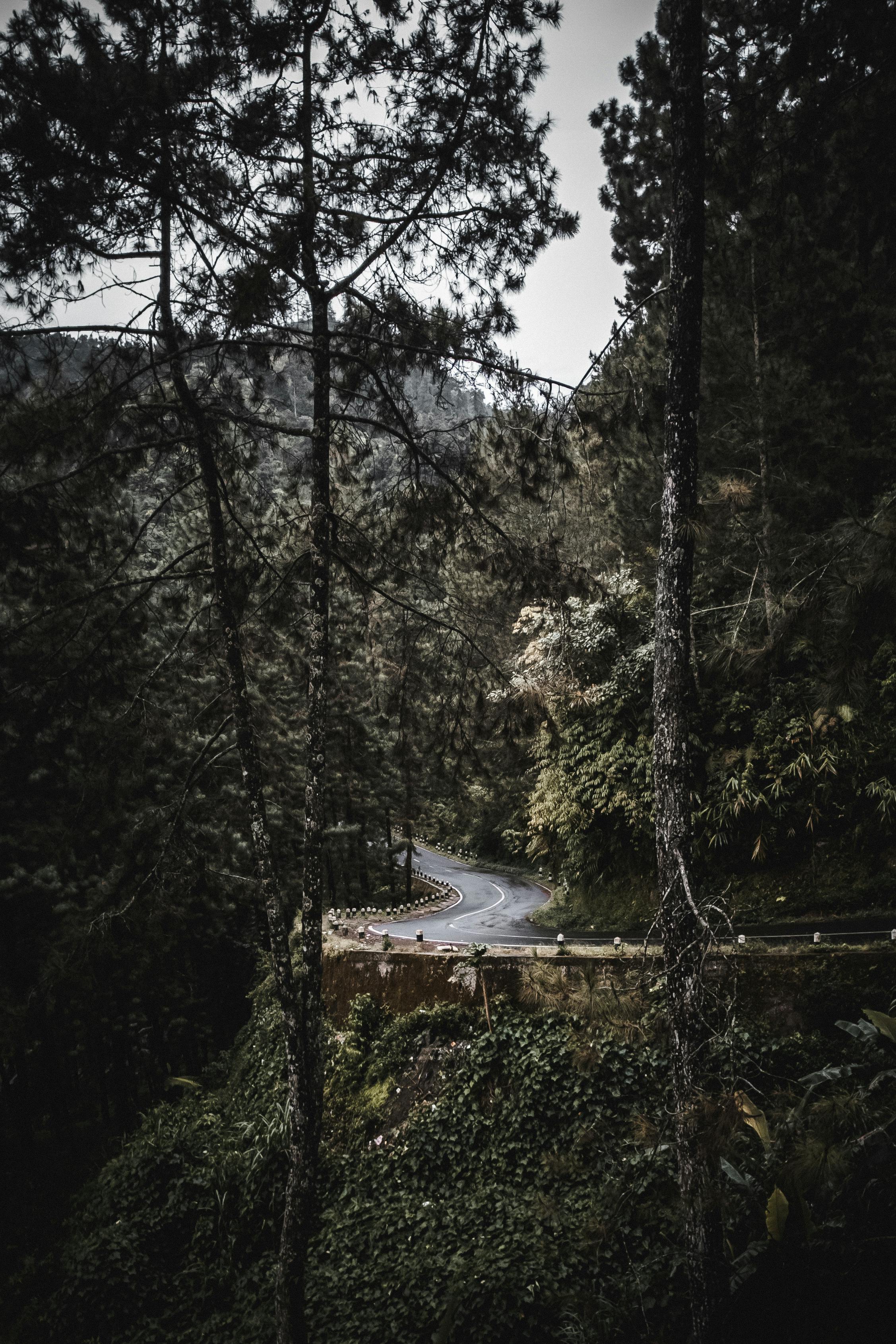 Photography of Road Between Forest · Free Stock Photo