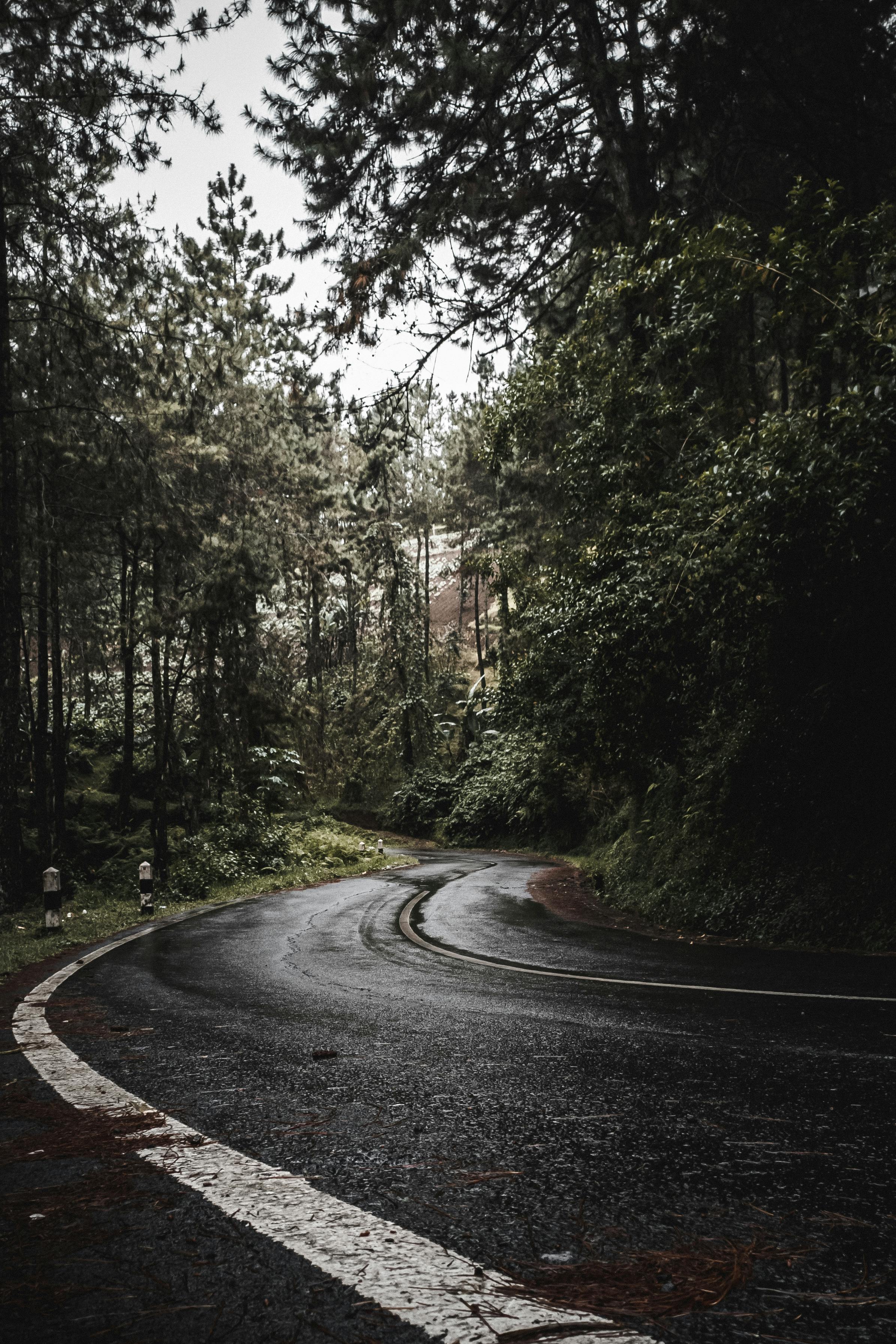 A Road Surrounded by Trees · Free Stock Photo