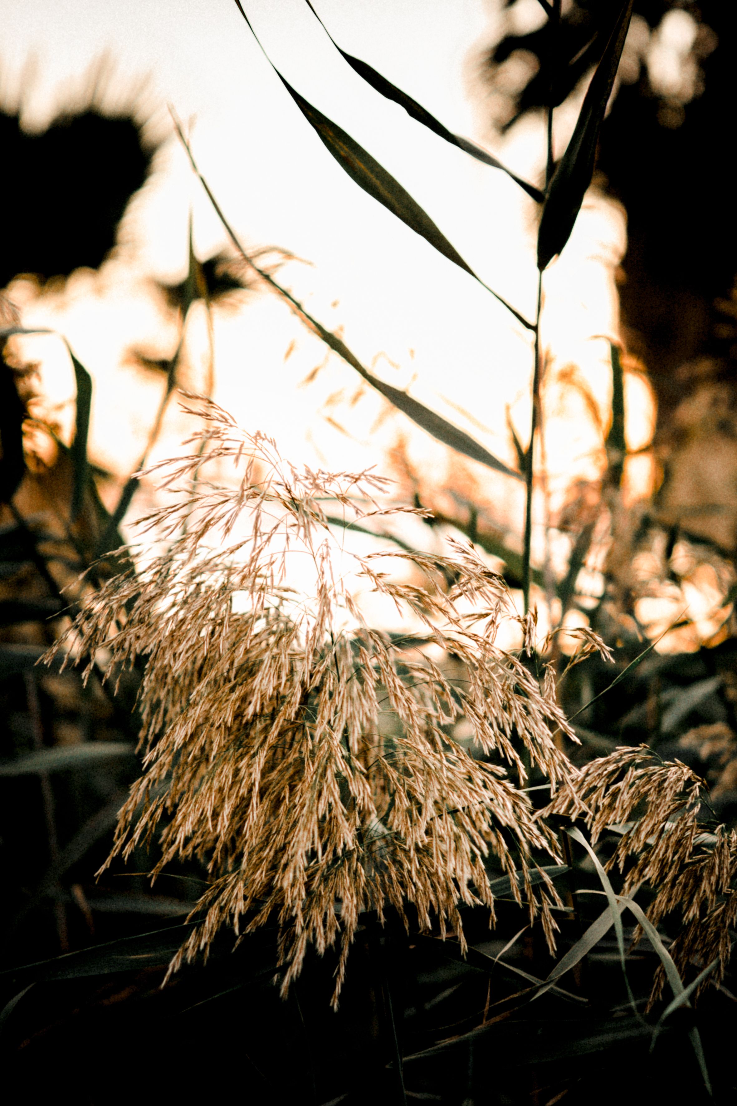 Grass and Landscape · Free Stock Photo