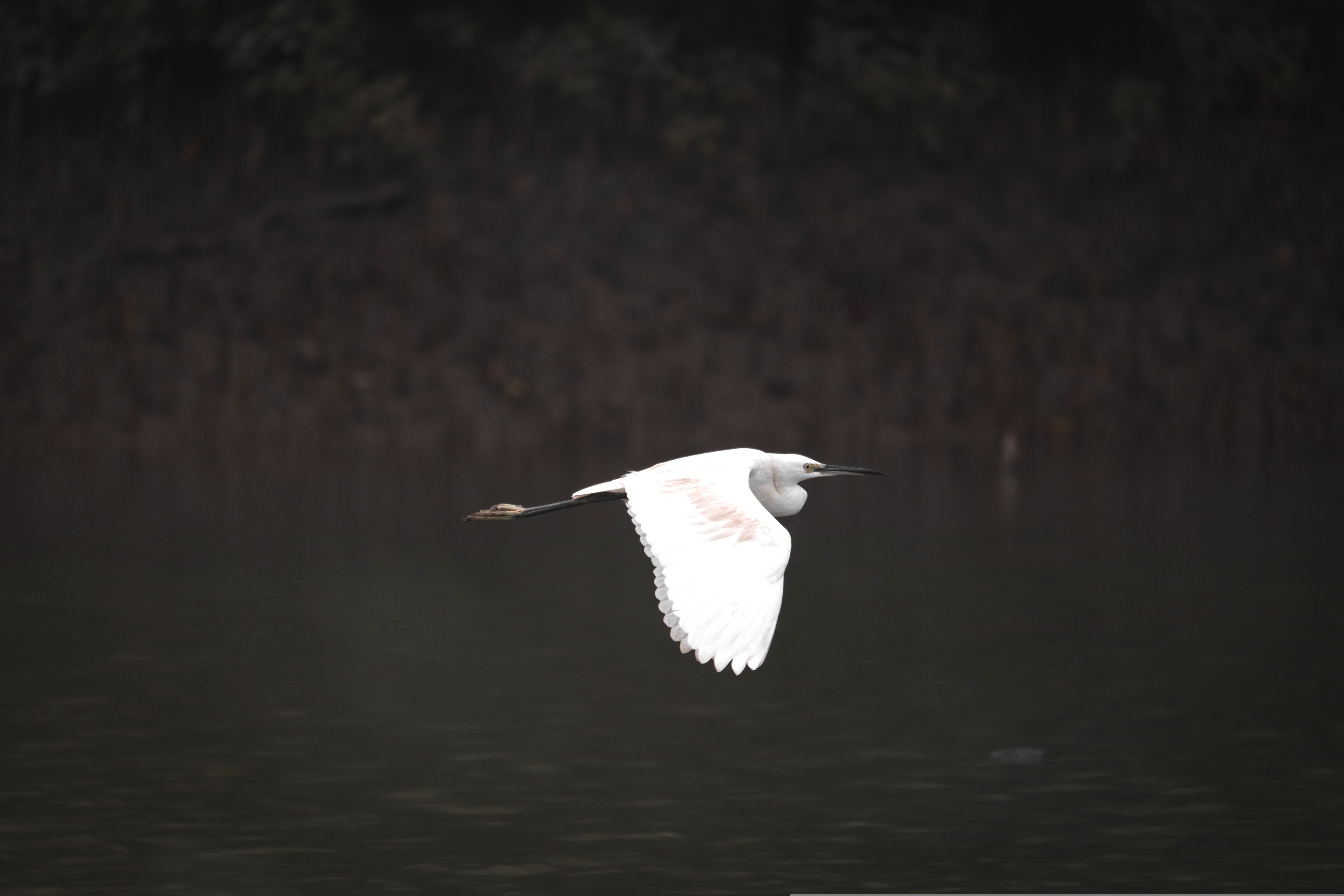 Flock of Egrets on Body of Water · Free Stock Photo