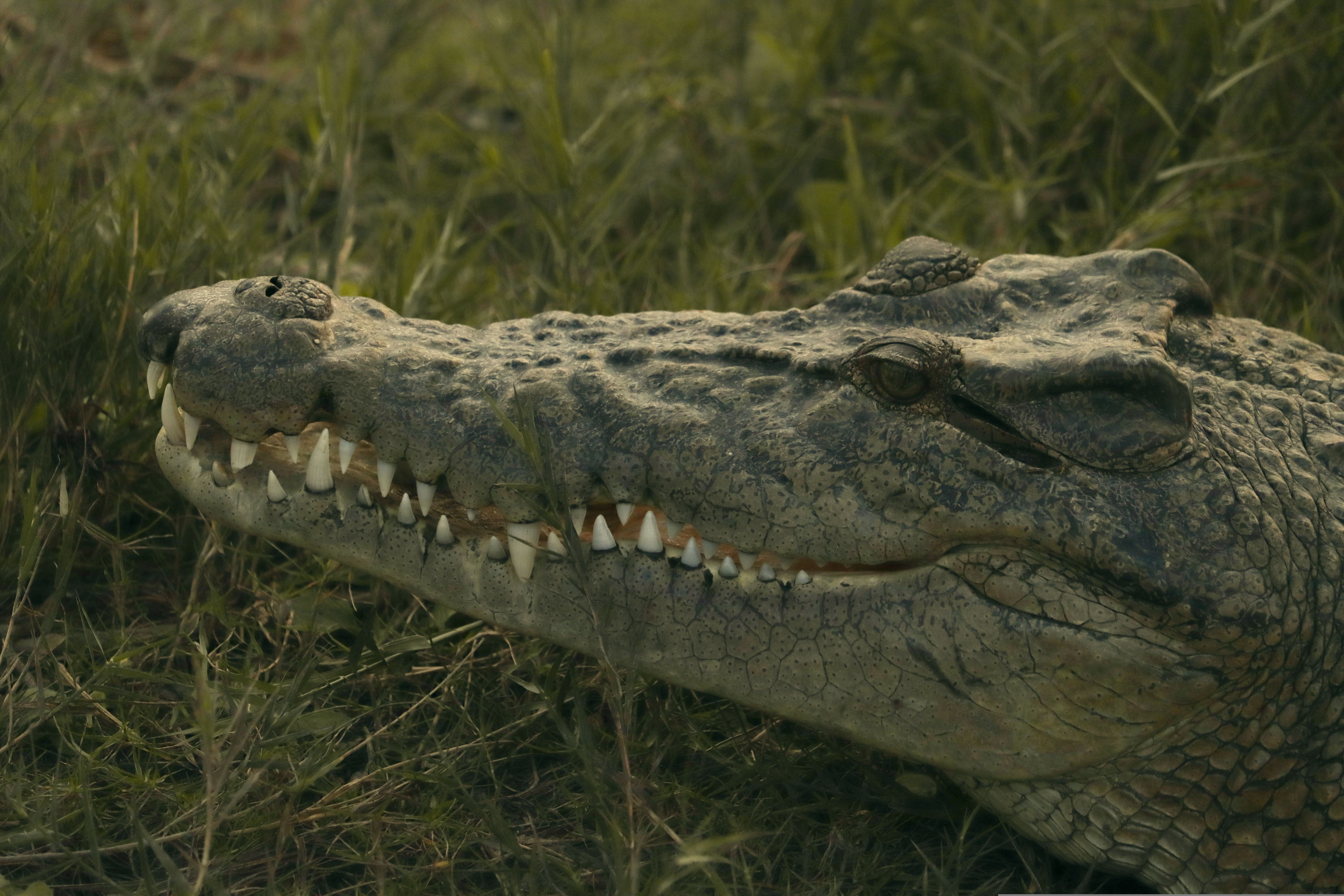Alligator Side Photos, Download The BEST Free Alligator Side Stock ...