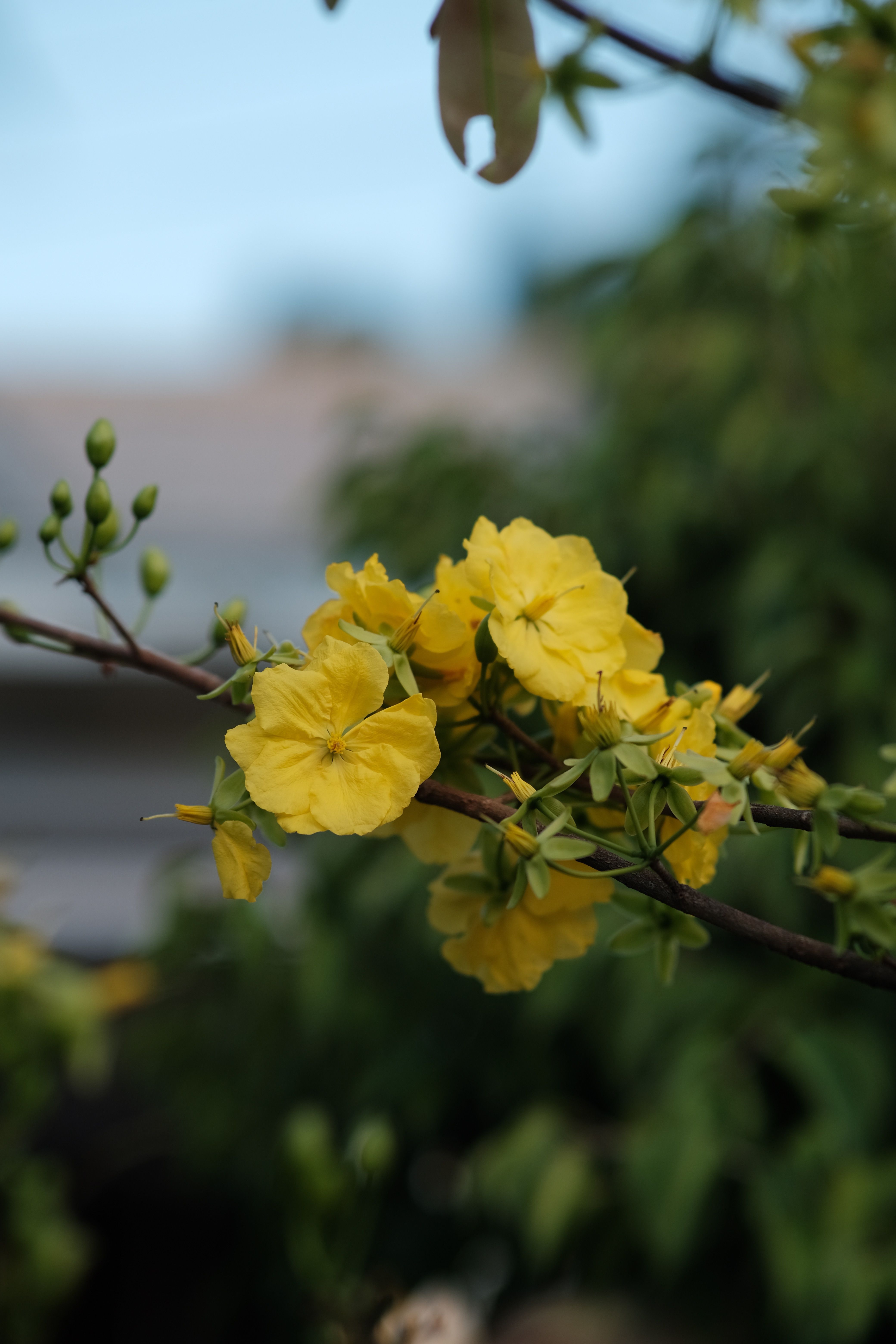 Yellow Flowers in Close Up Photography · Free Stock Photo