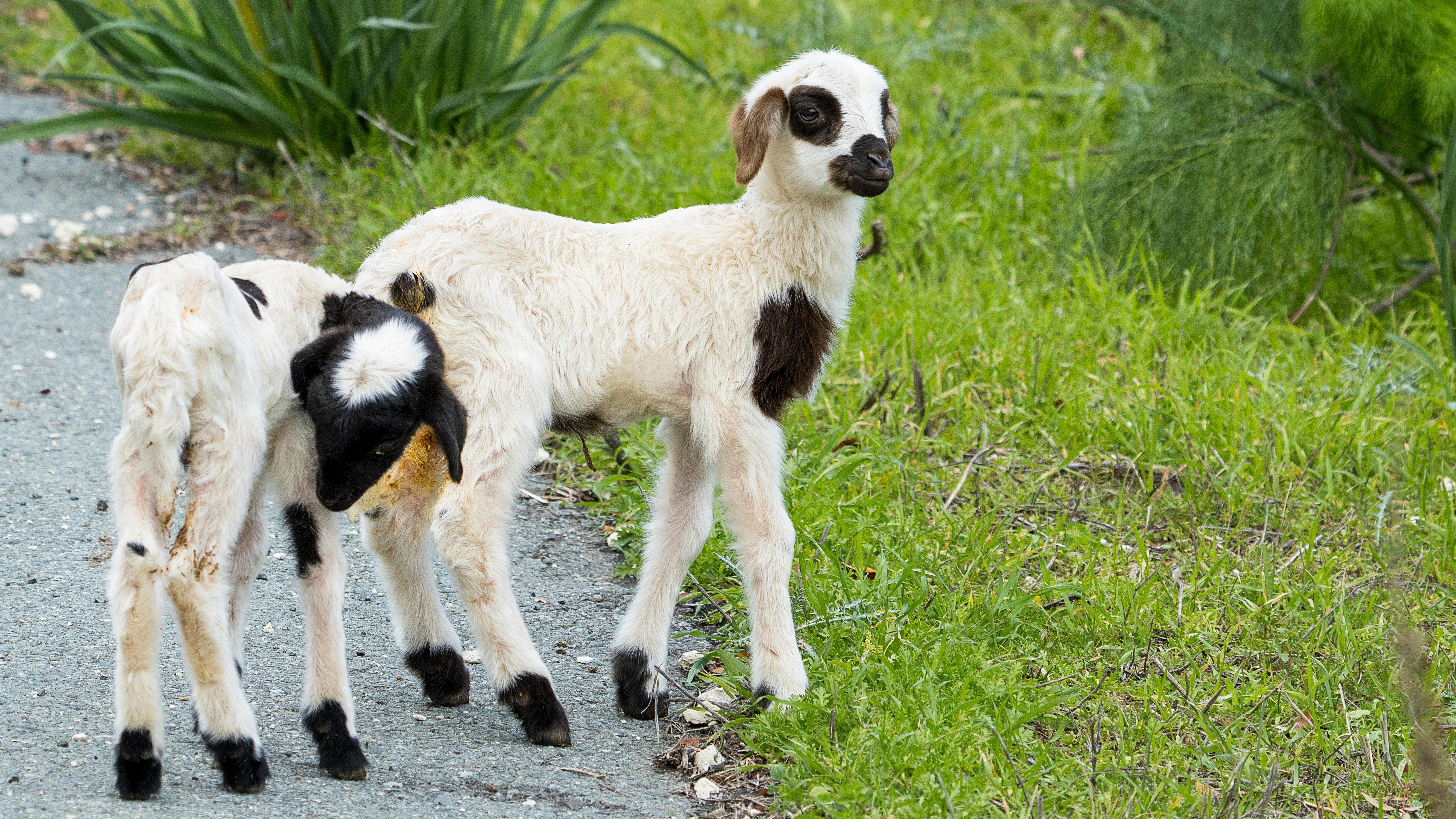 Two Little Lambs · Free Stock Photo