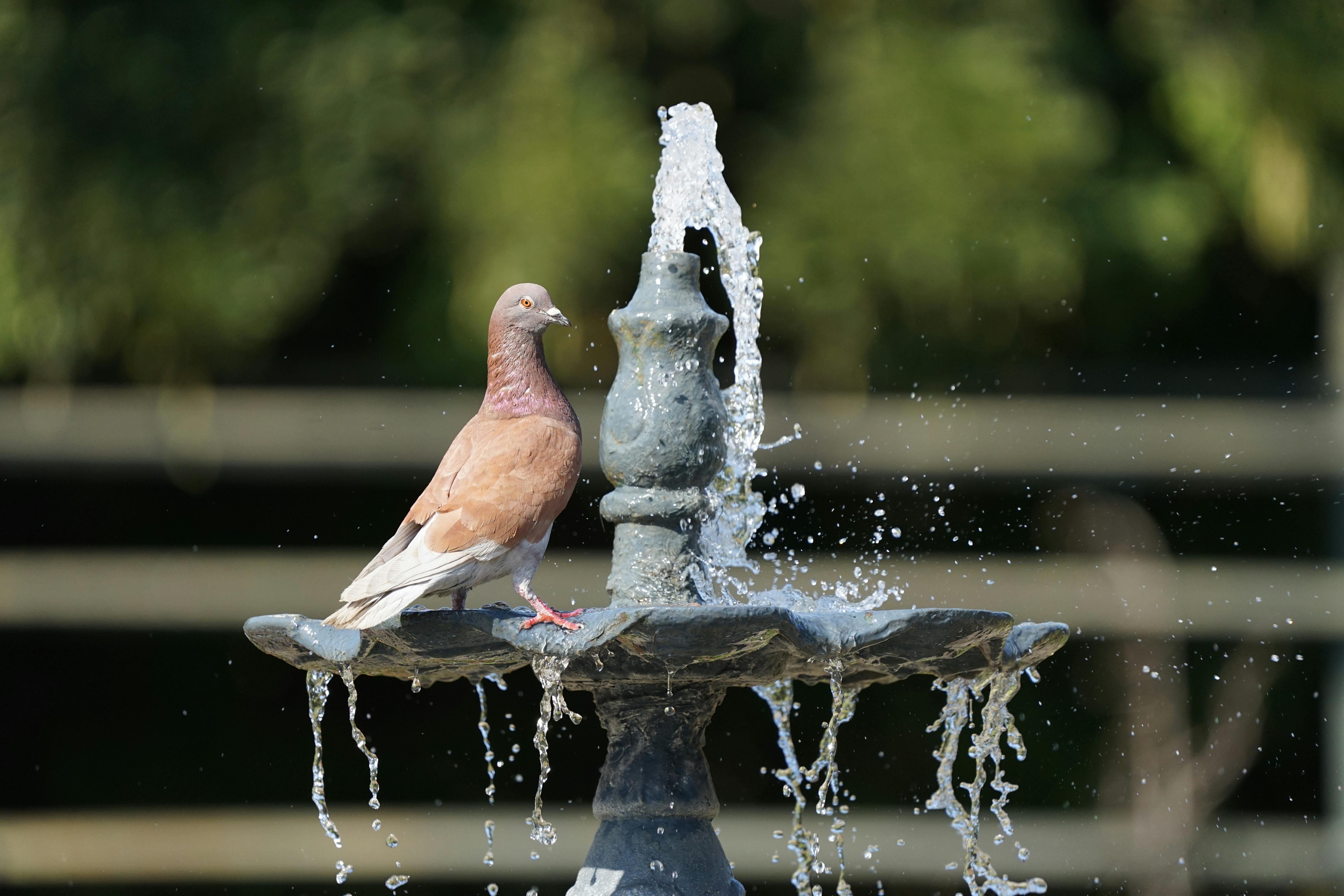 A Bird on the Water Fountain · Free Stock Photo