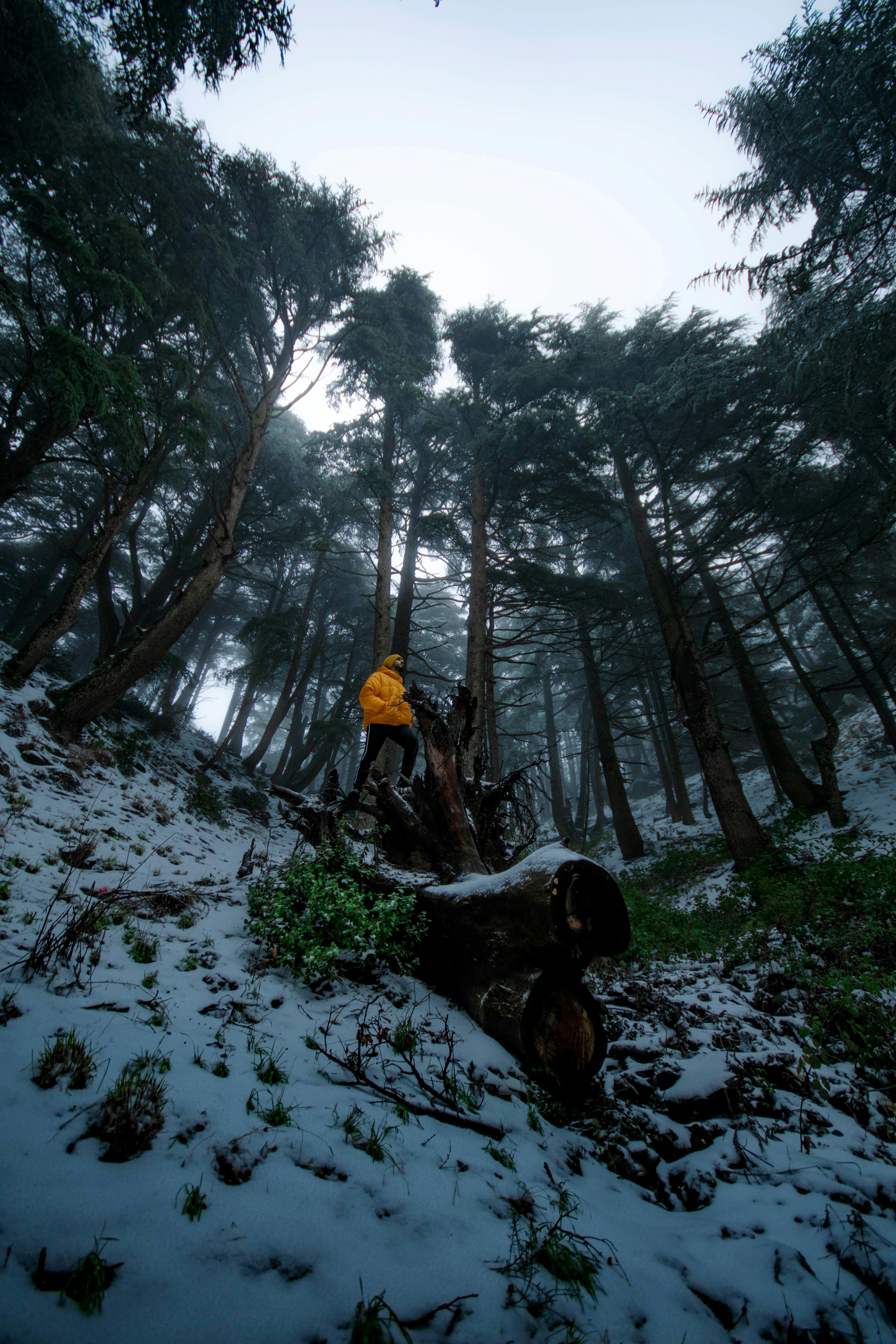 Low-Angle Shot of a Person Wearing Yellow Jacket in the Woods · Free ...