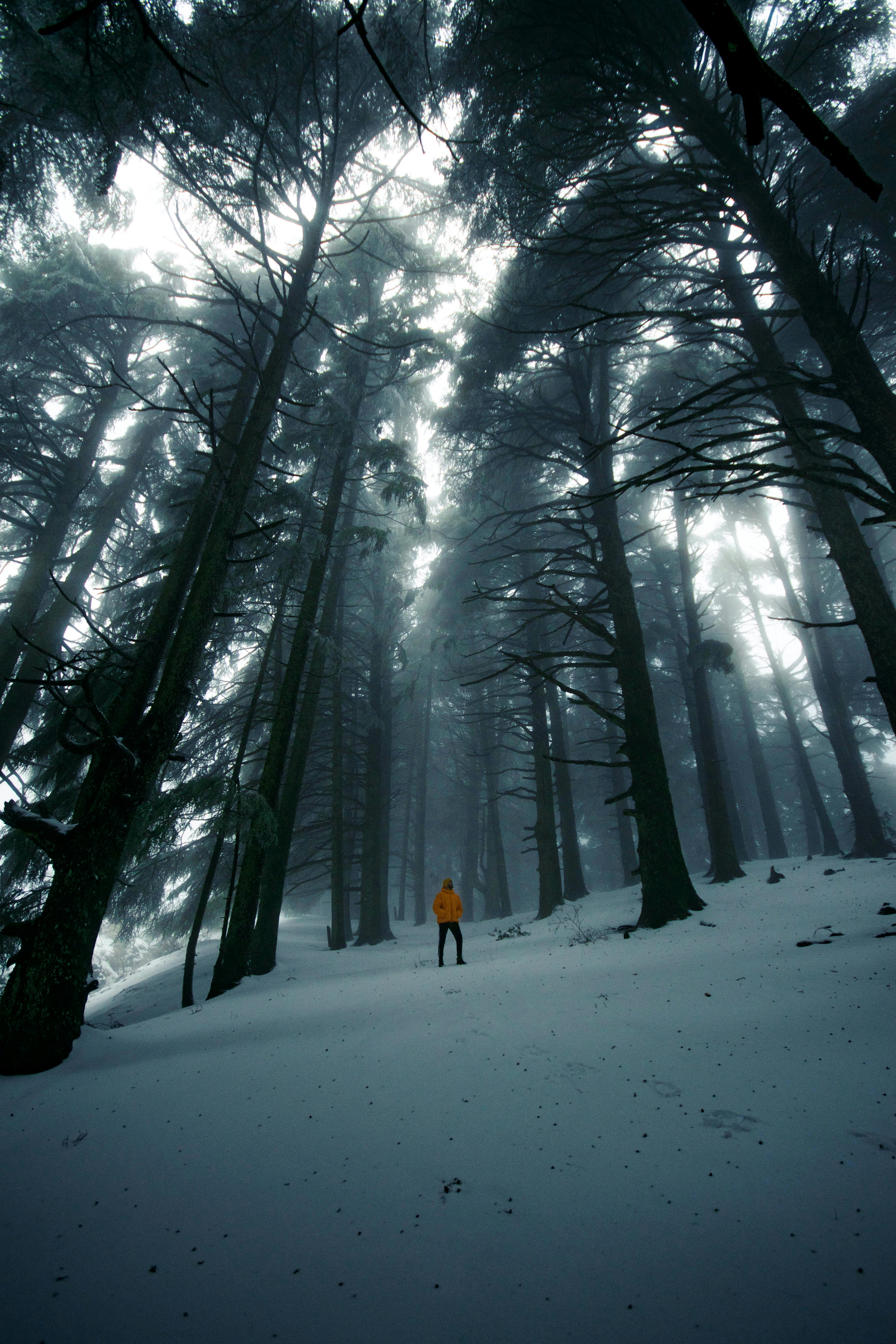 Person Standing in the Forest · Free Stock Photo