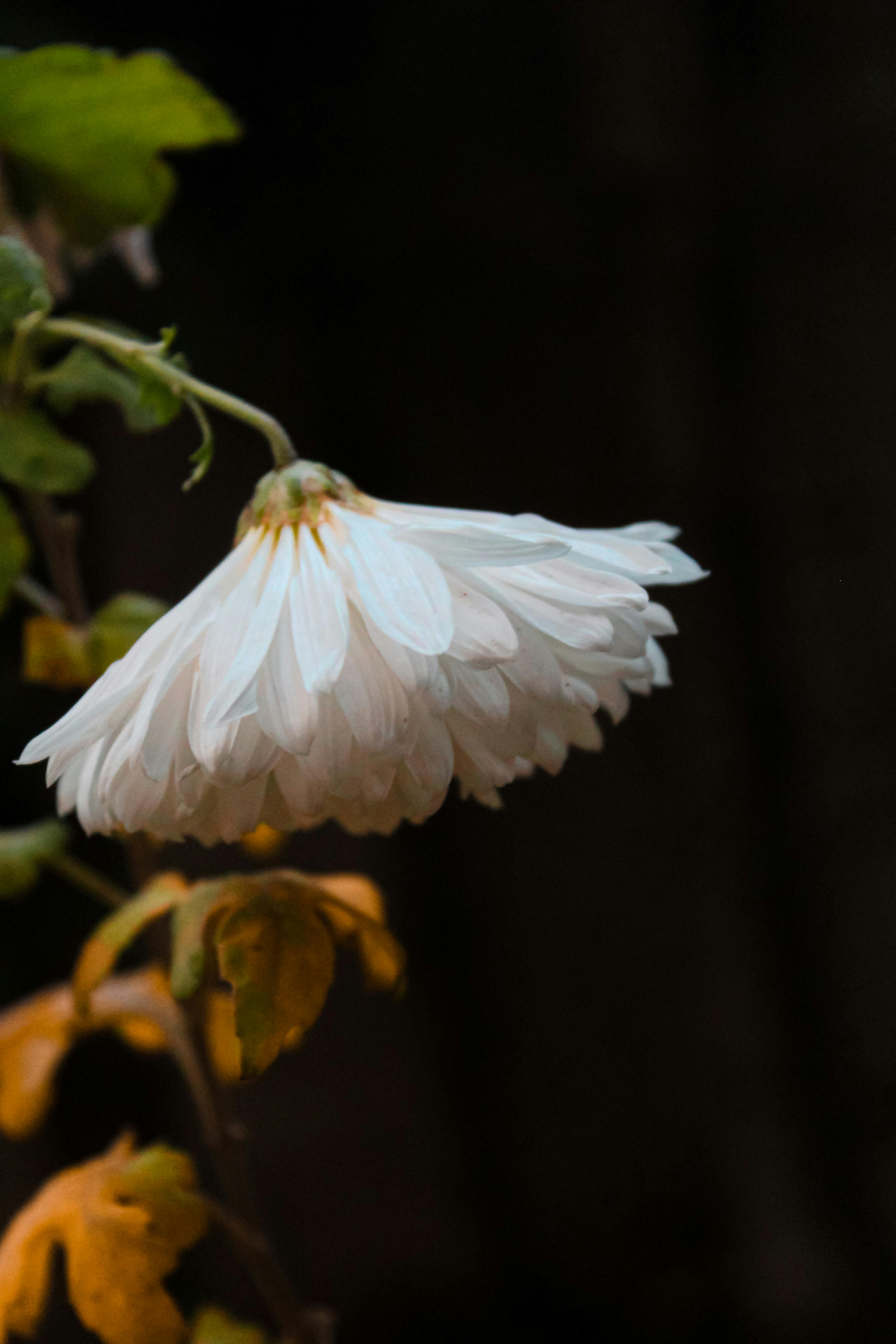 Spanish Dagger Plant with Green Sharp Leaves · Free Stock Photo