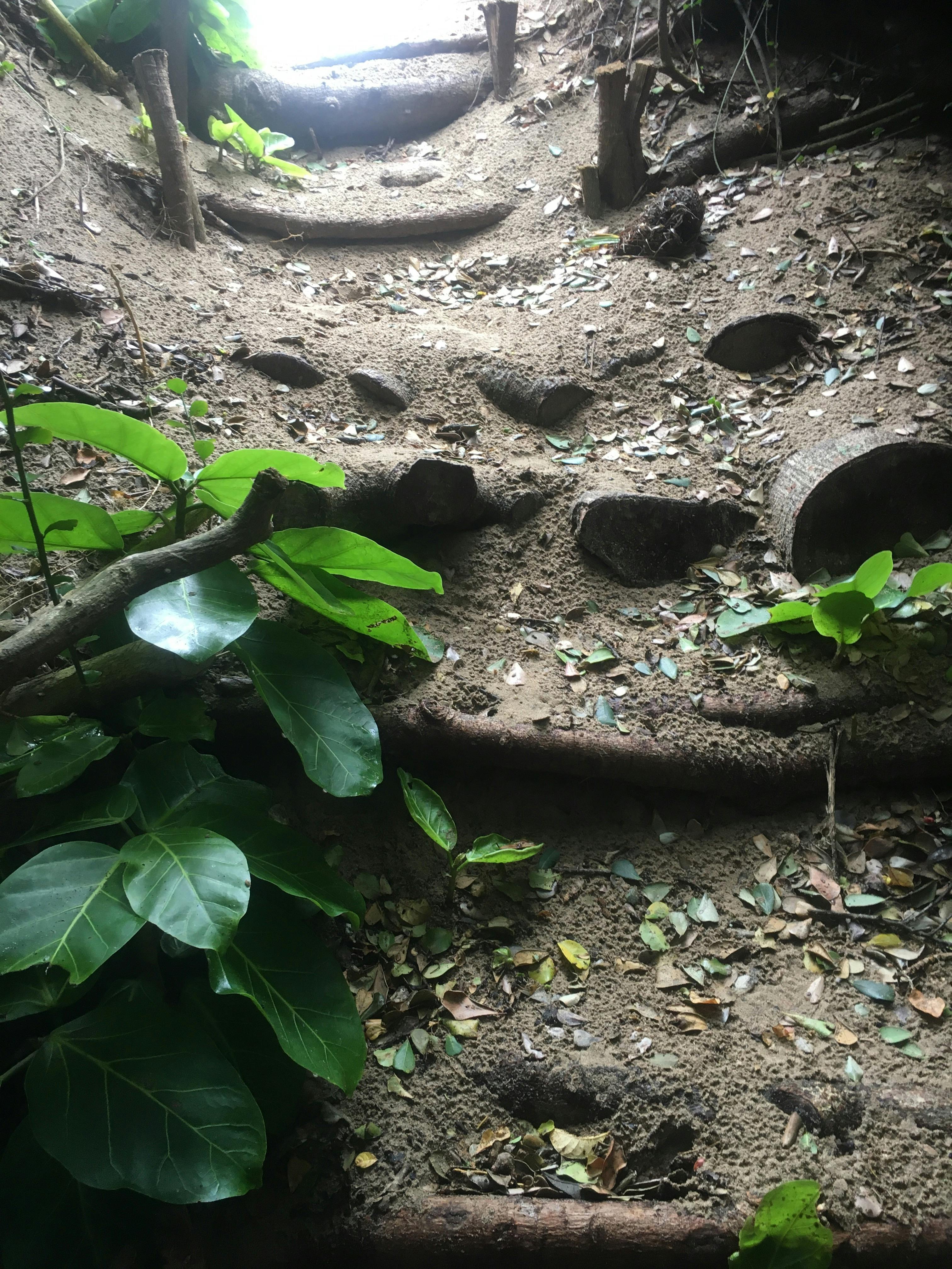 14 fotos y vídeos de Hardy Plant Pictures guardados por Amajuba Indlu ...