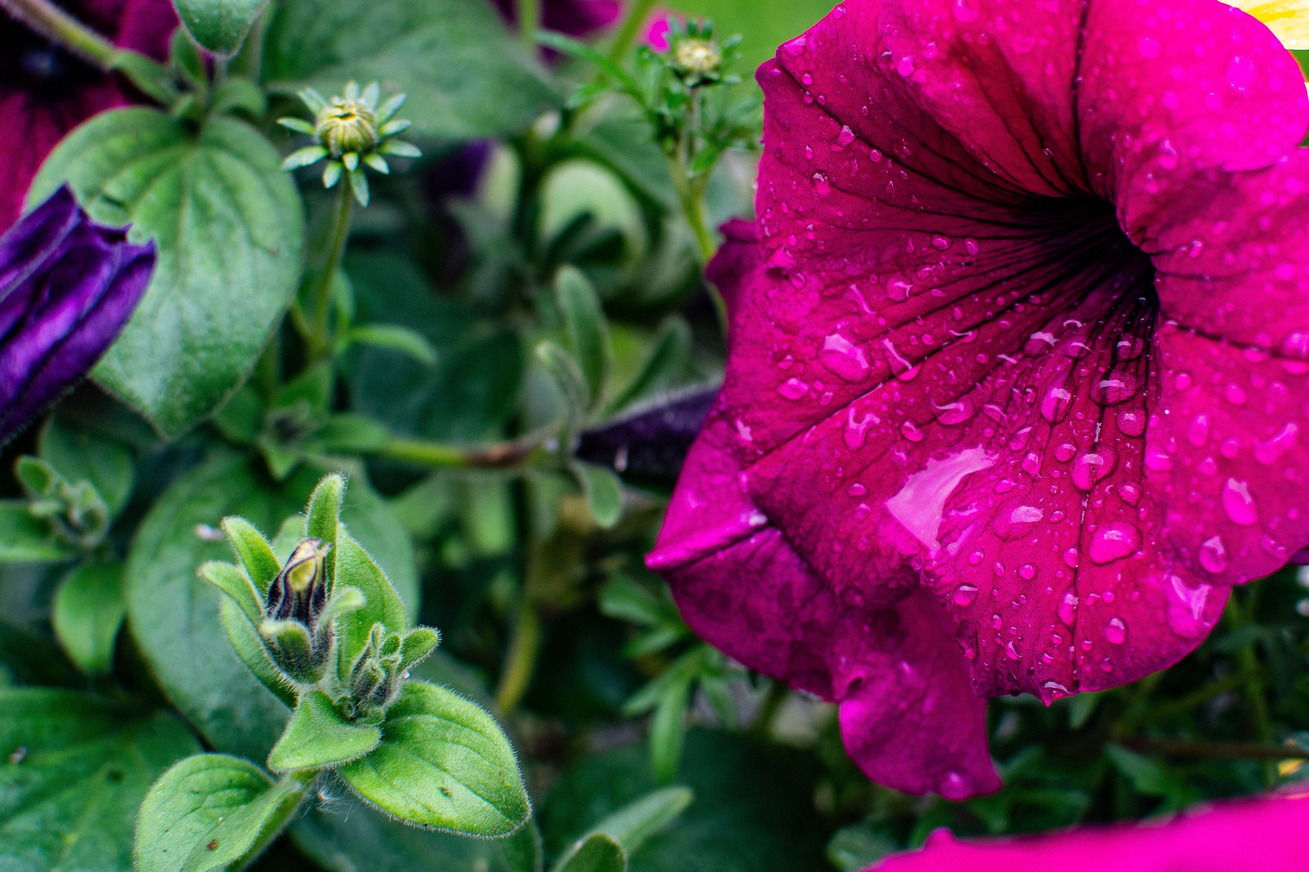 Close-Up Photography of Petunia Flower · Free Stock Photo