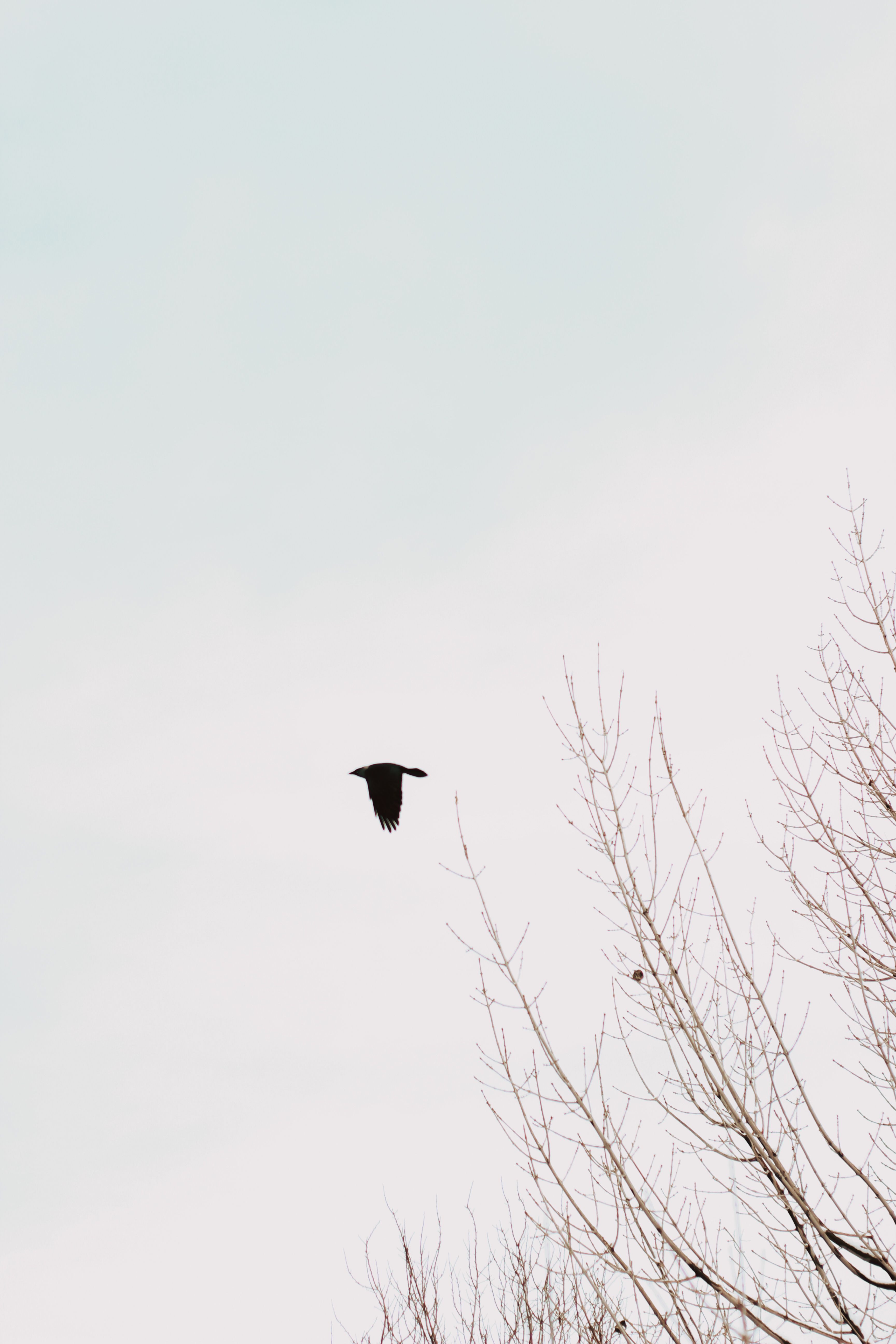 Black Bird Flying over Bare Trees · Free Stock Photo