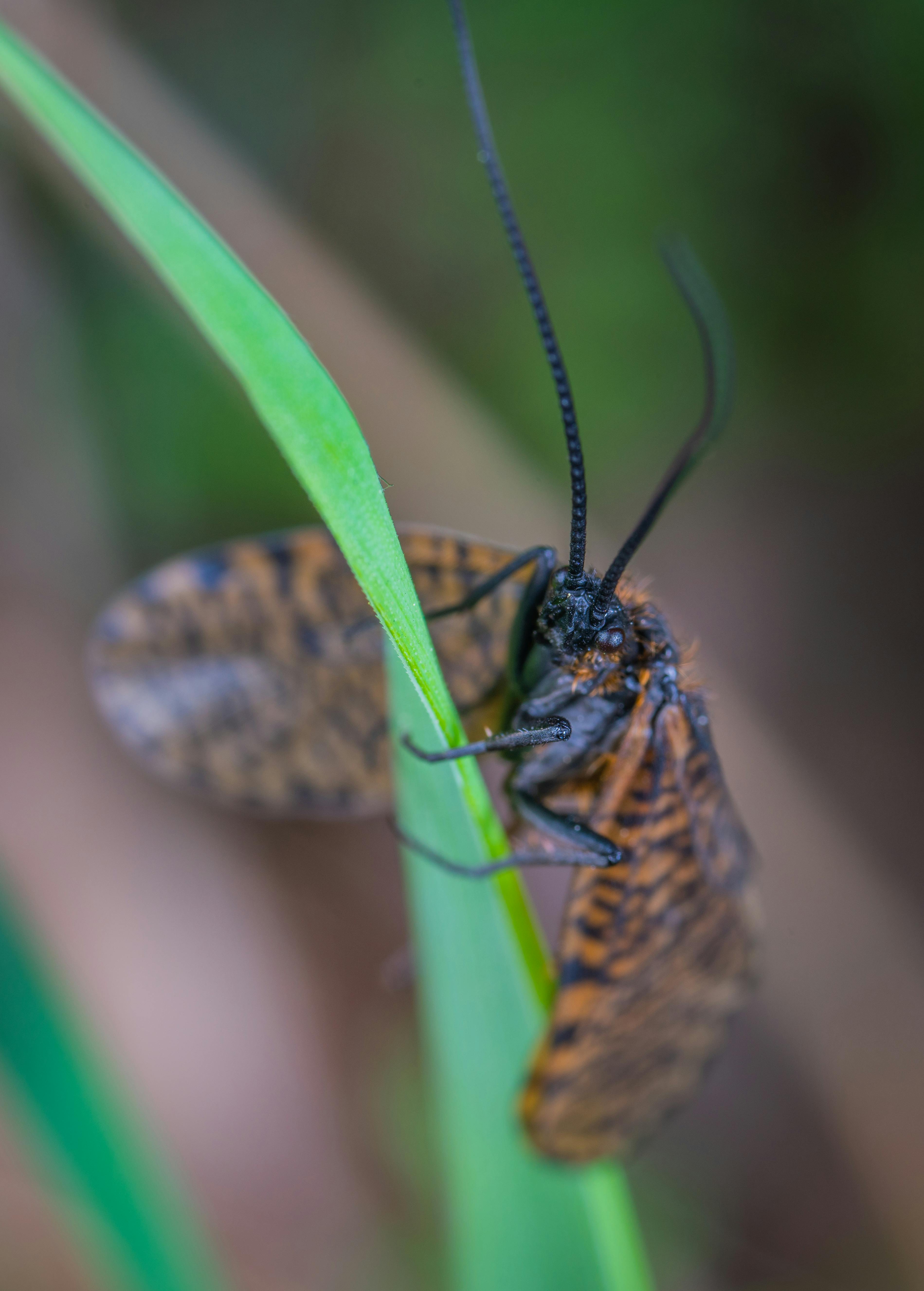 Brown and Black Winged Insect on Green Leaf Plant · Free Stock Photo