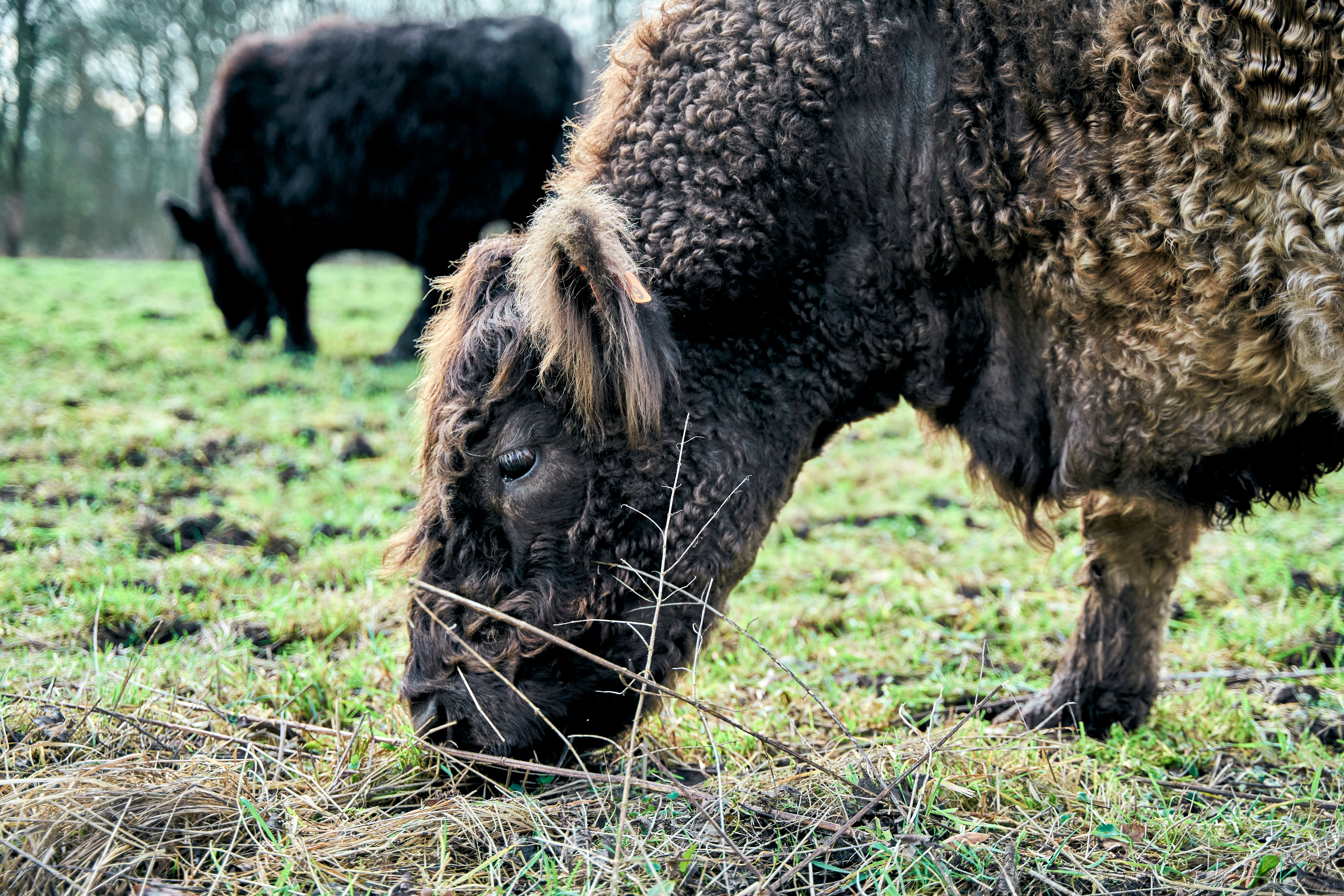 Galloway Cattle Eating Green Grass · Free Stock Photo