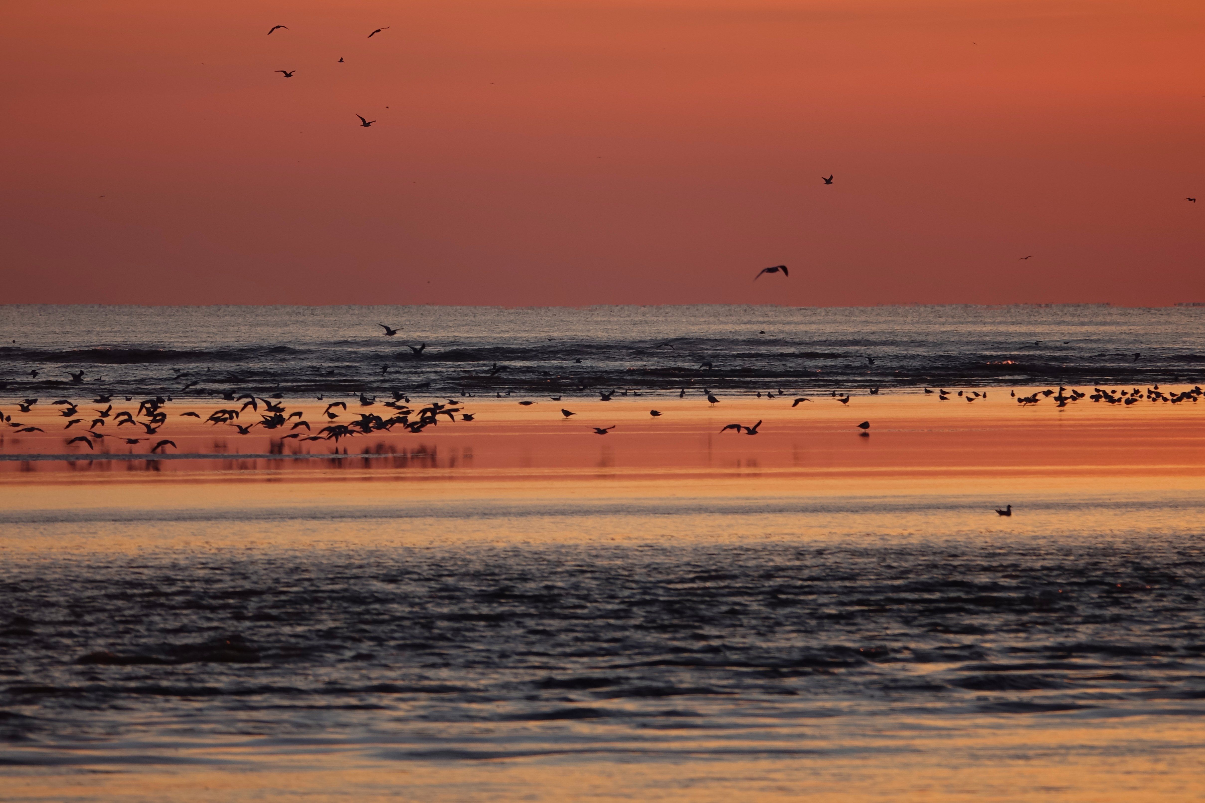 White Bird Flying Above Body of Water · Free Stock Photo