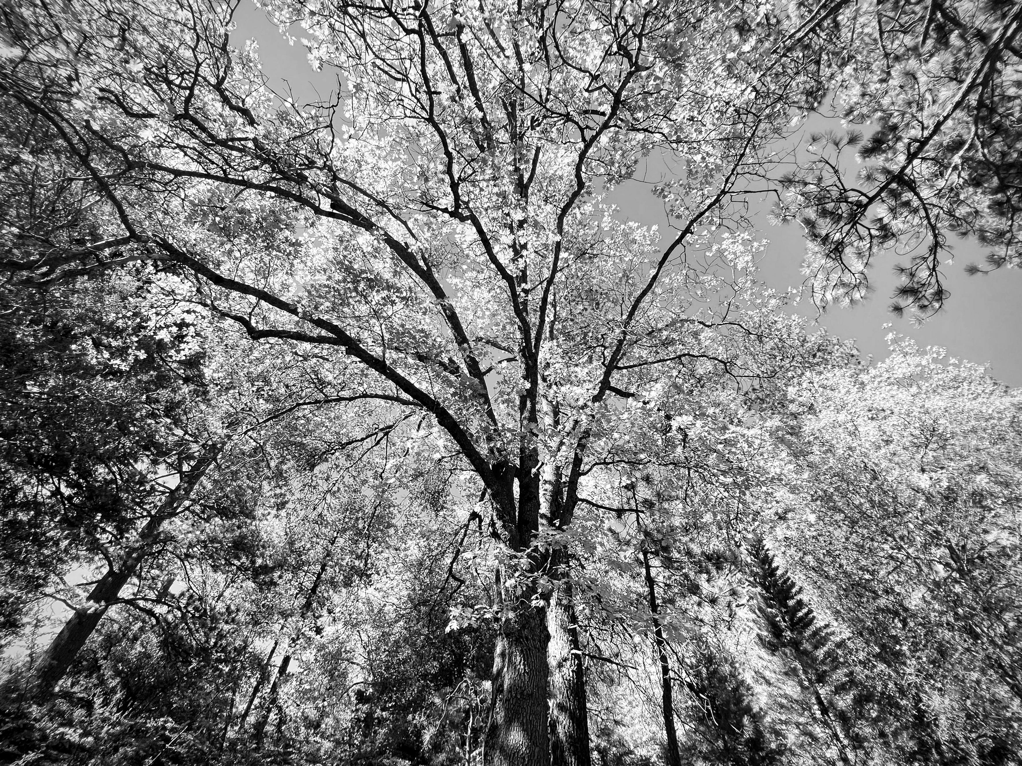 Low Angle Shot of Trees in Grayscale · Free Stock Photo