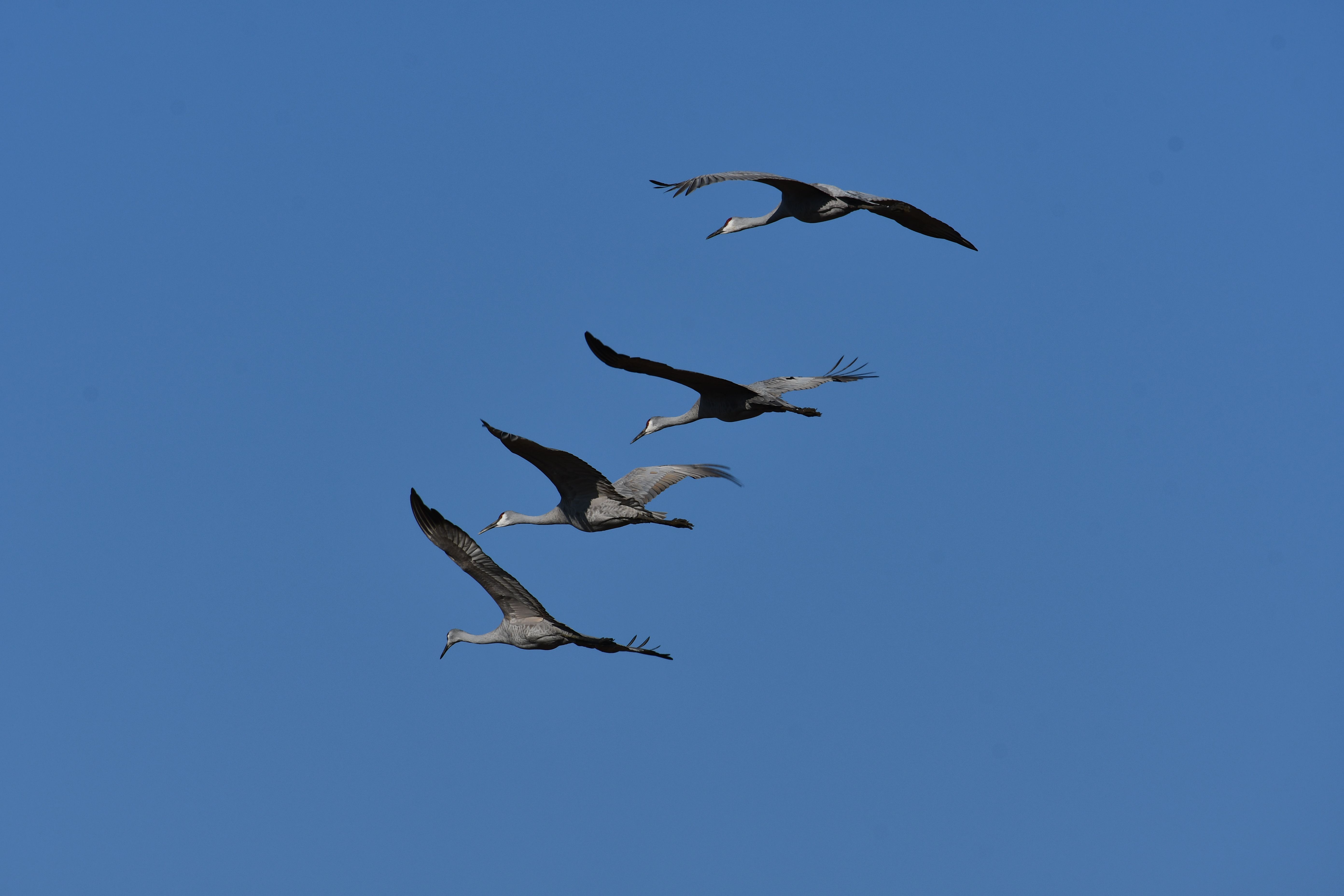 Flying Cranes Photos, Download The BEST Free Flying Cranes Stock Photos ...