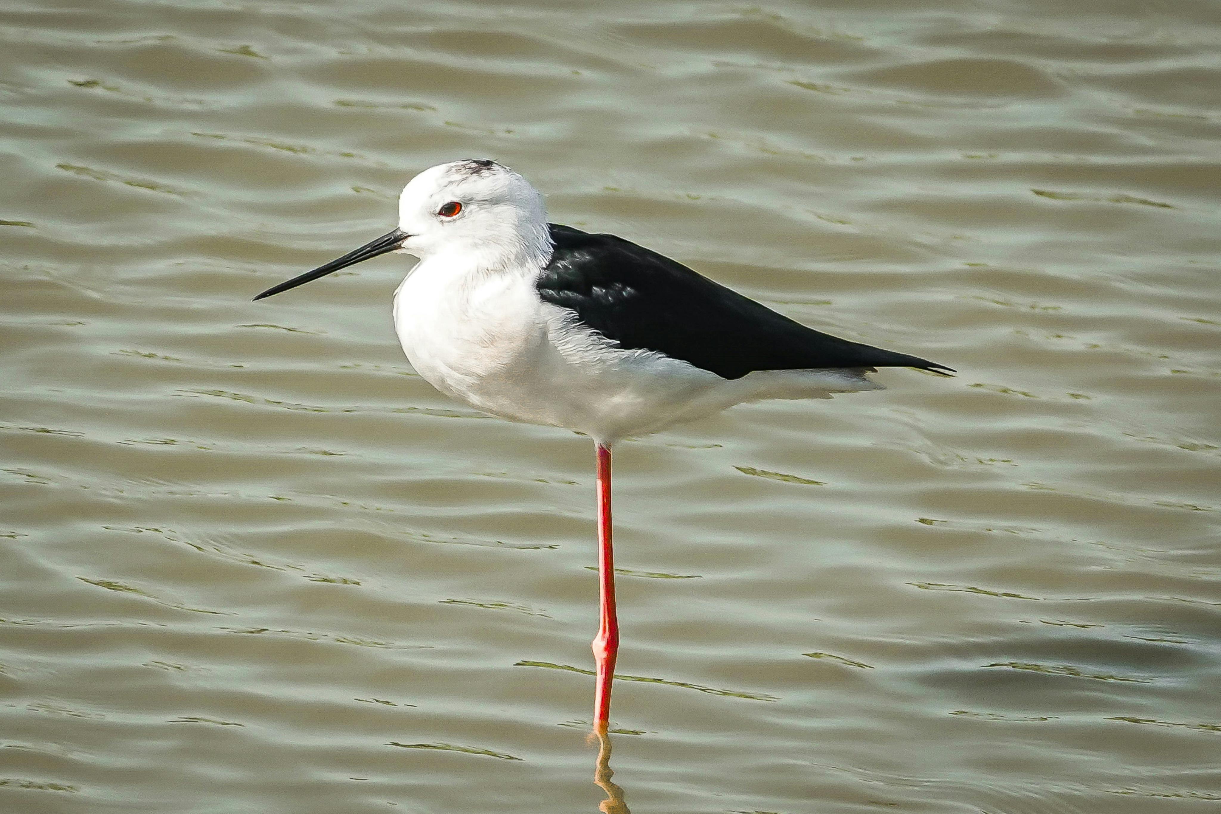 Recurvirostridae Photos, Download The BEST Free Recurvirostridae Stock ...