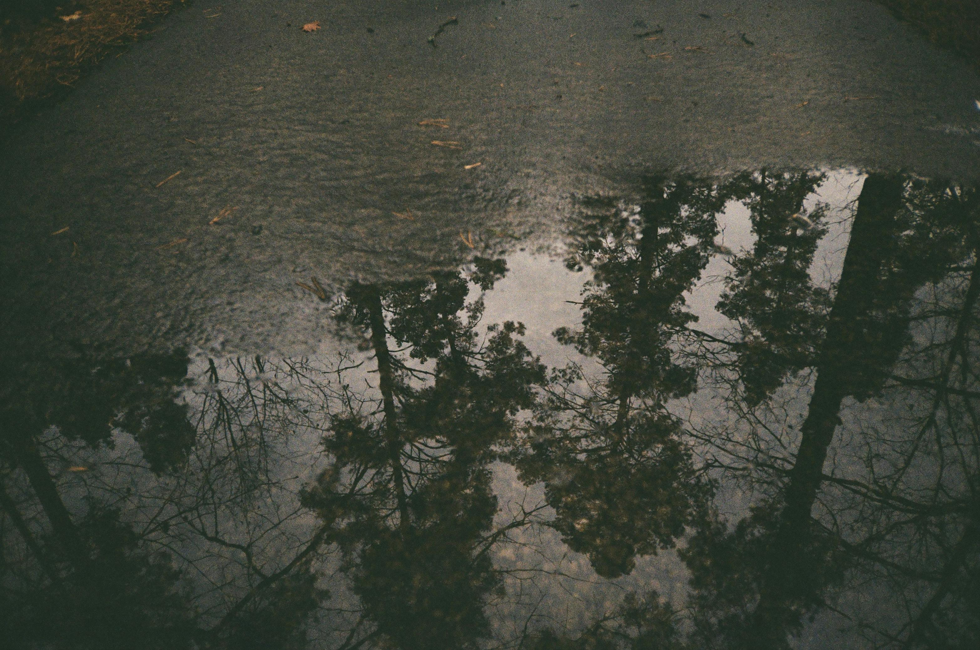Reflection of Trees in Puddle · Free Stock Photo