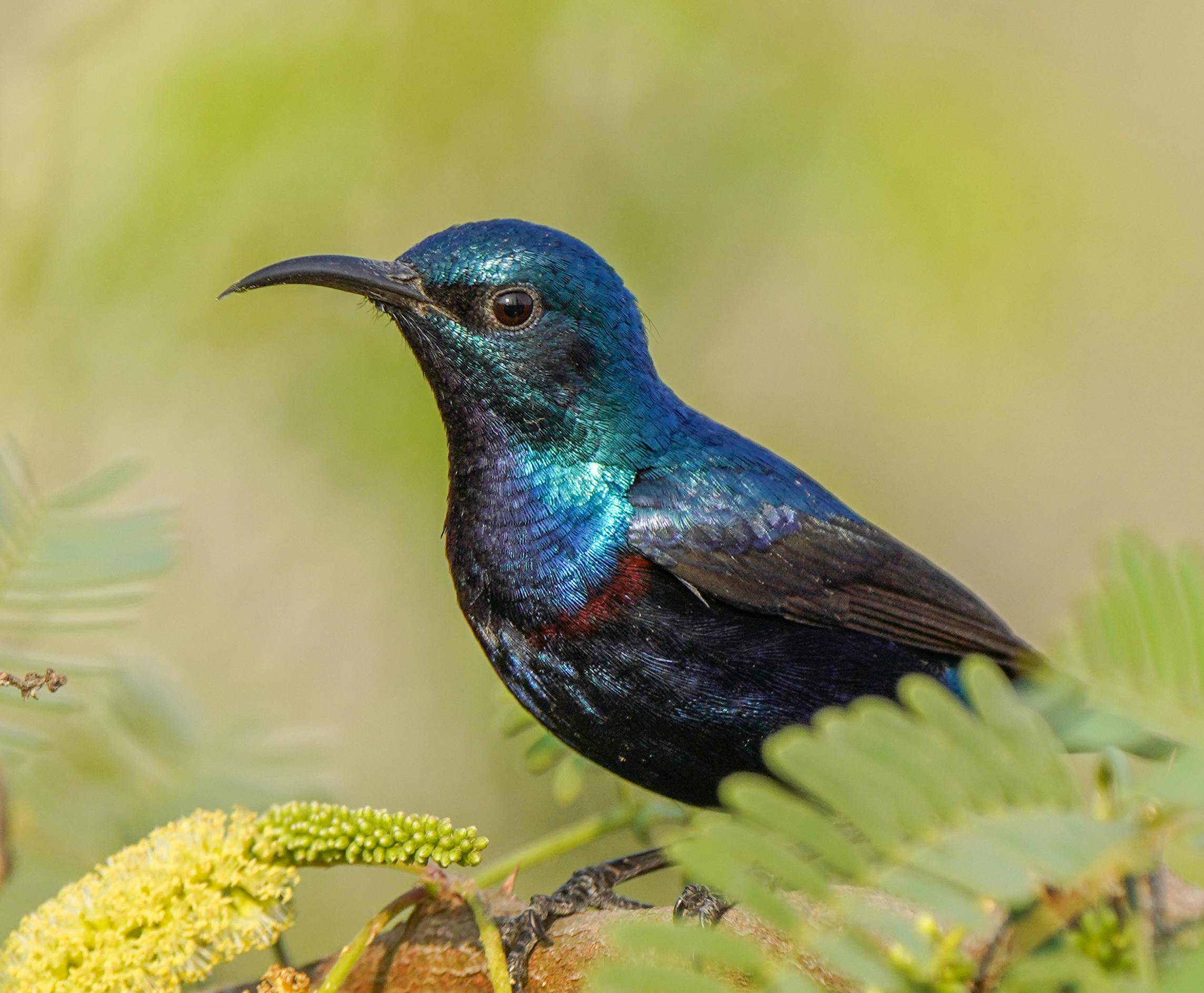 Close Up Photo of a Small Bird · Free Stock Photo