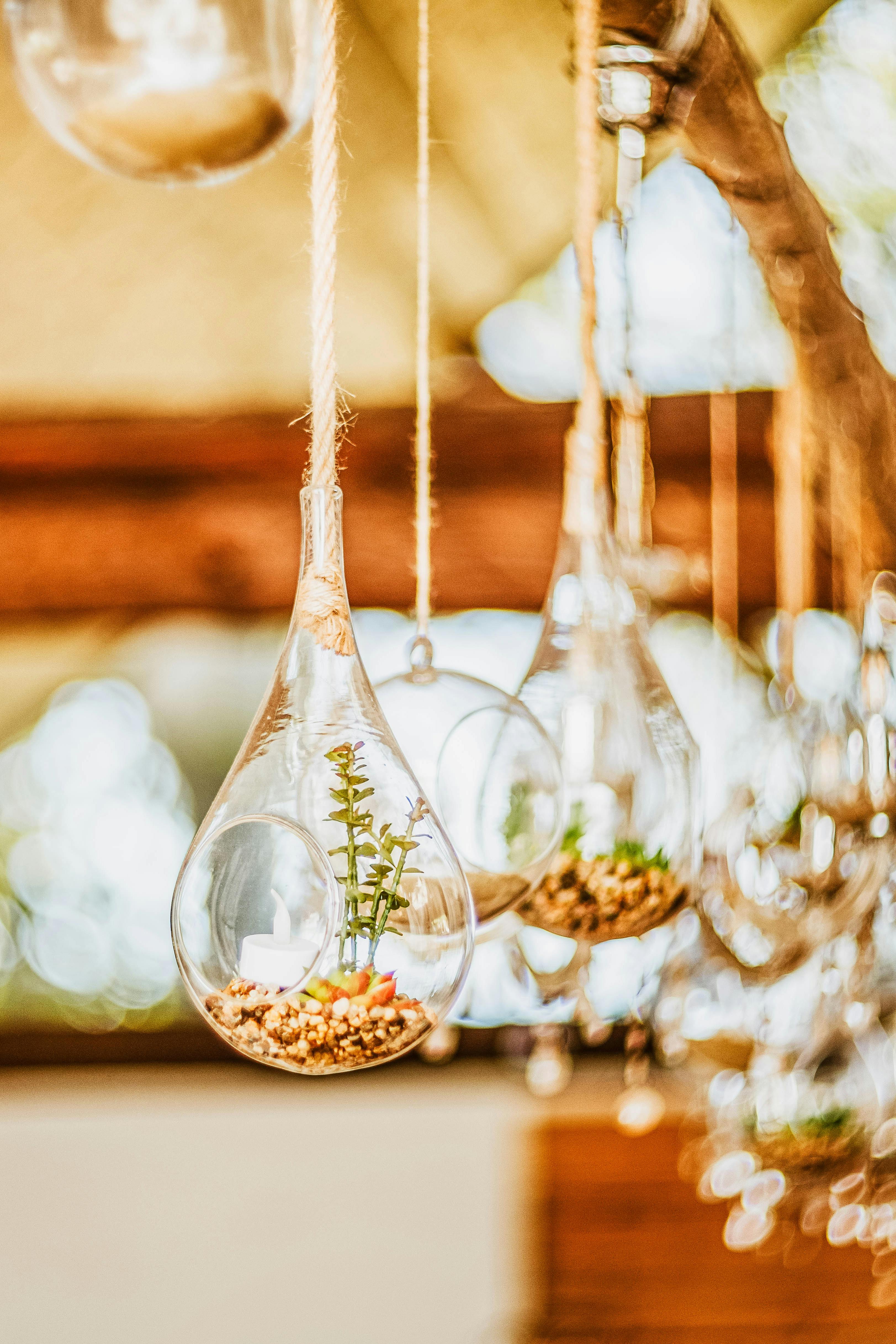 Plants in Hanging Glass Pots · Free Stock Photo