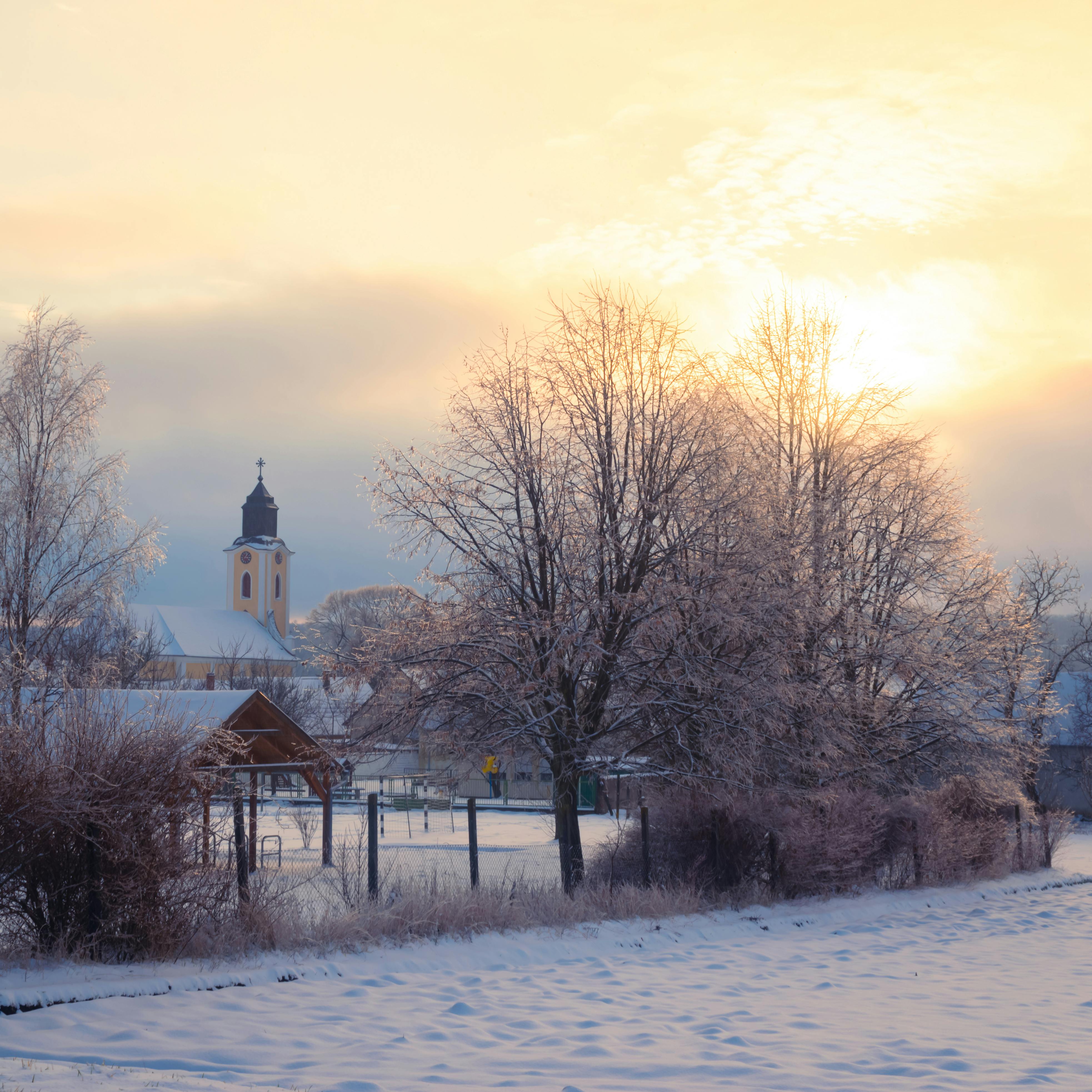 A Leafless Trees on a Snow Covered Ground · Free Stock Photo