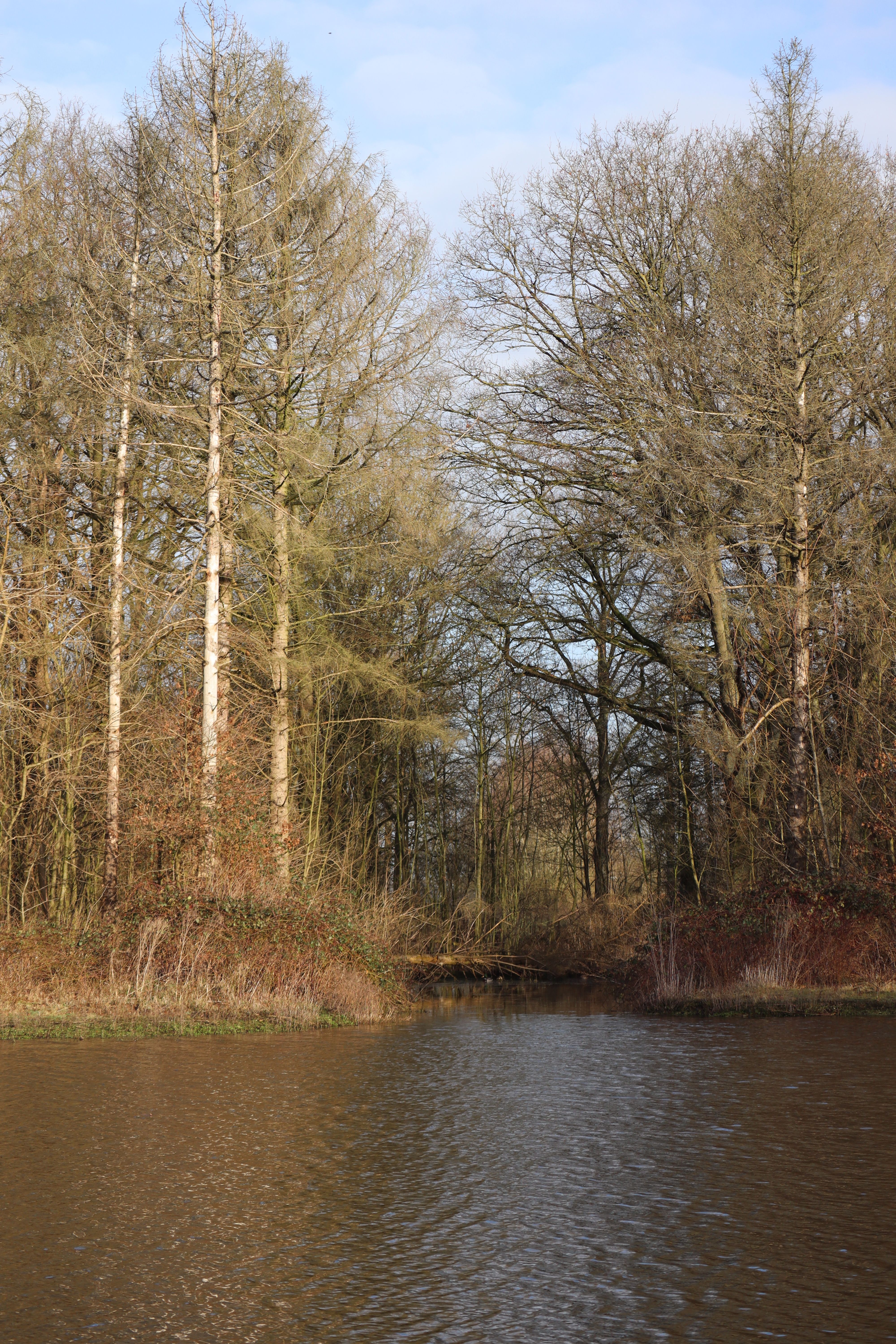 A River Beside Tall Green Trees on the River Side · Free Stock Photo
