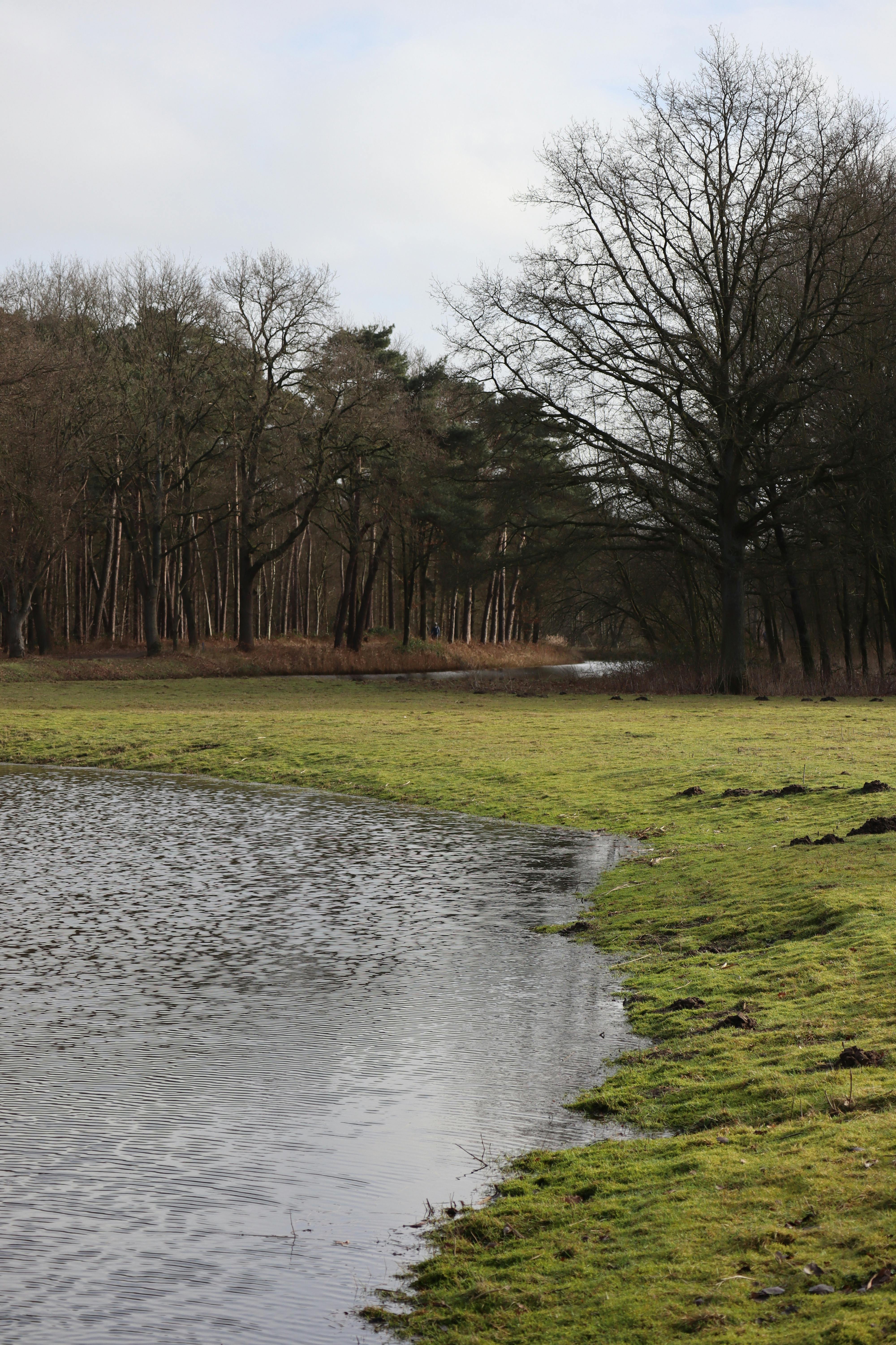 Green Tree on River Bank · Free Stock Photo