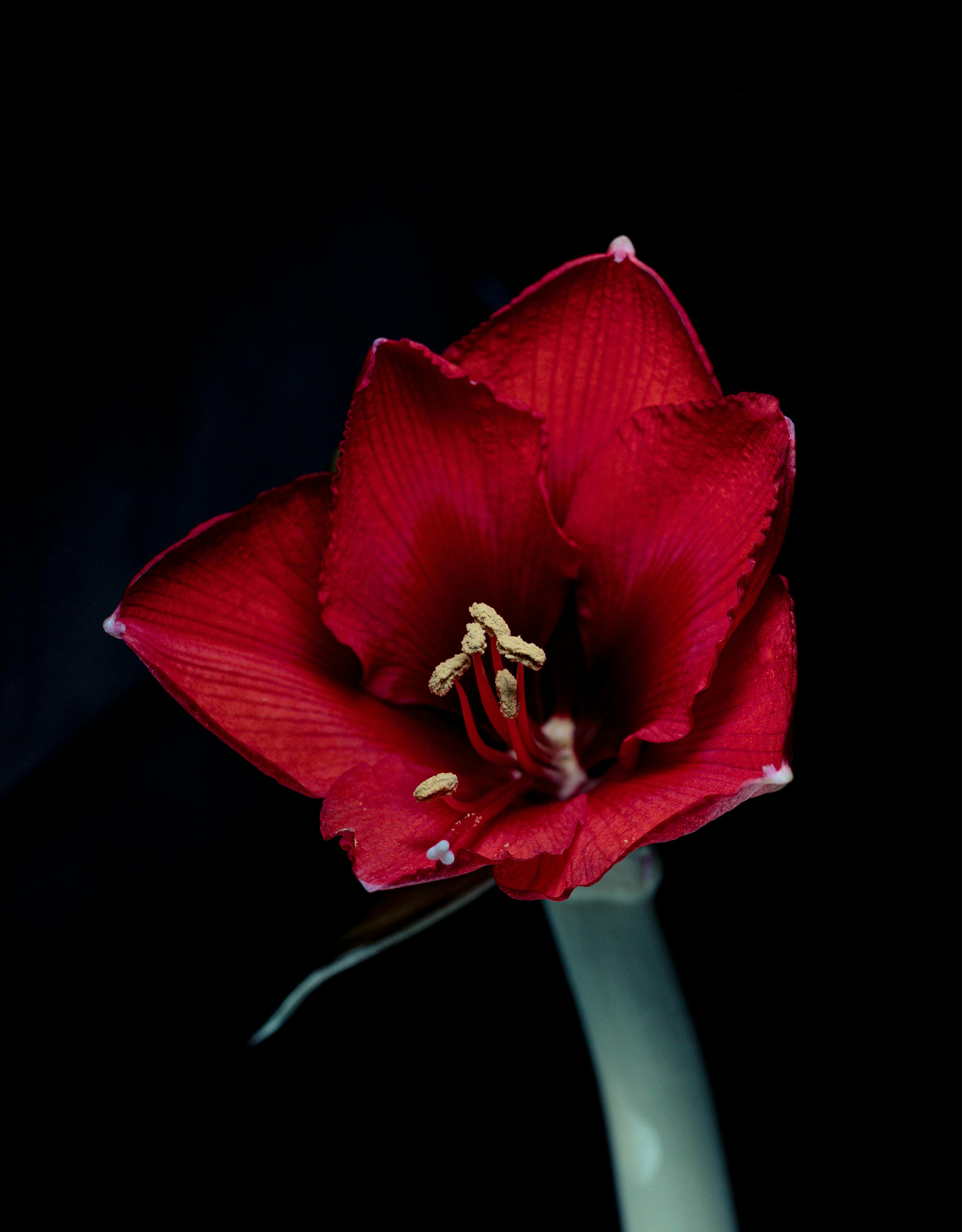 Close Up Photography of Red Petaled Flower · Free Stock Photo