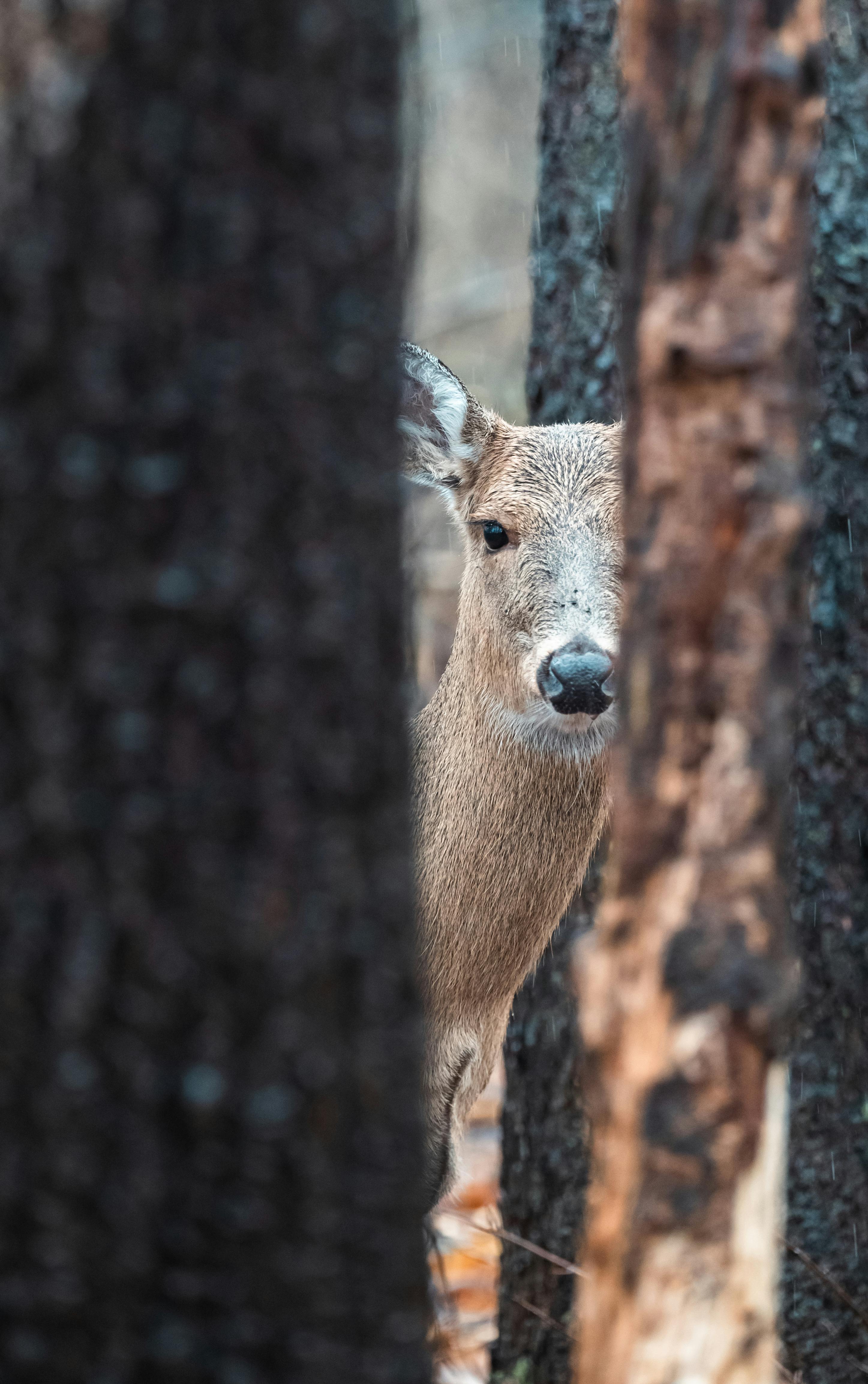 Deer Hiding behind a Tree · Free Stock Photo
