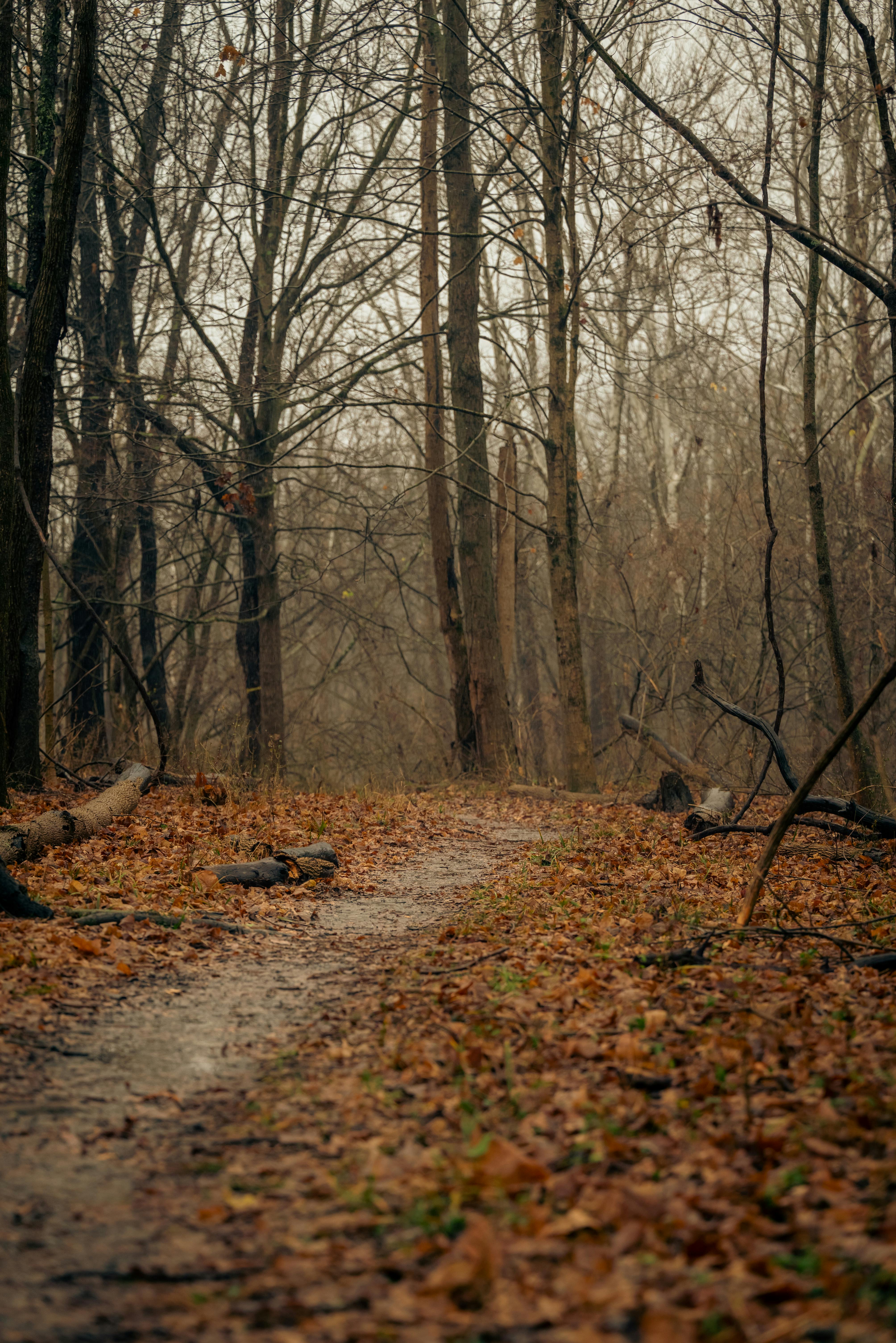 Forest during Daytime · Free Stock Photo