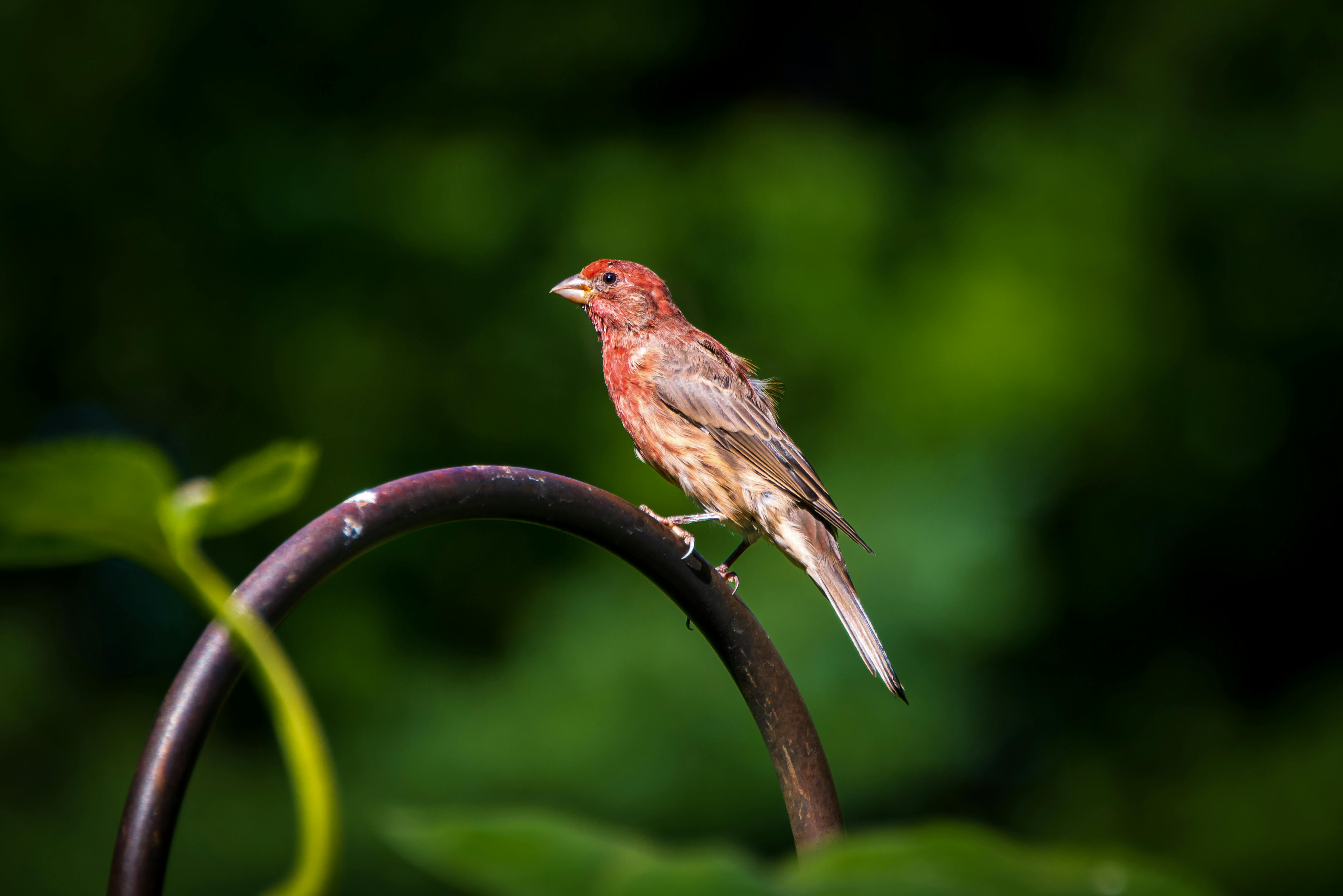 Close Up Photo of a Bird · Free Stock Photo