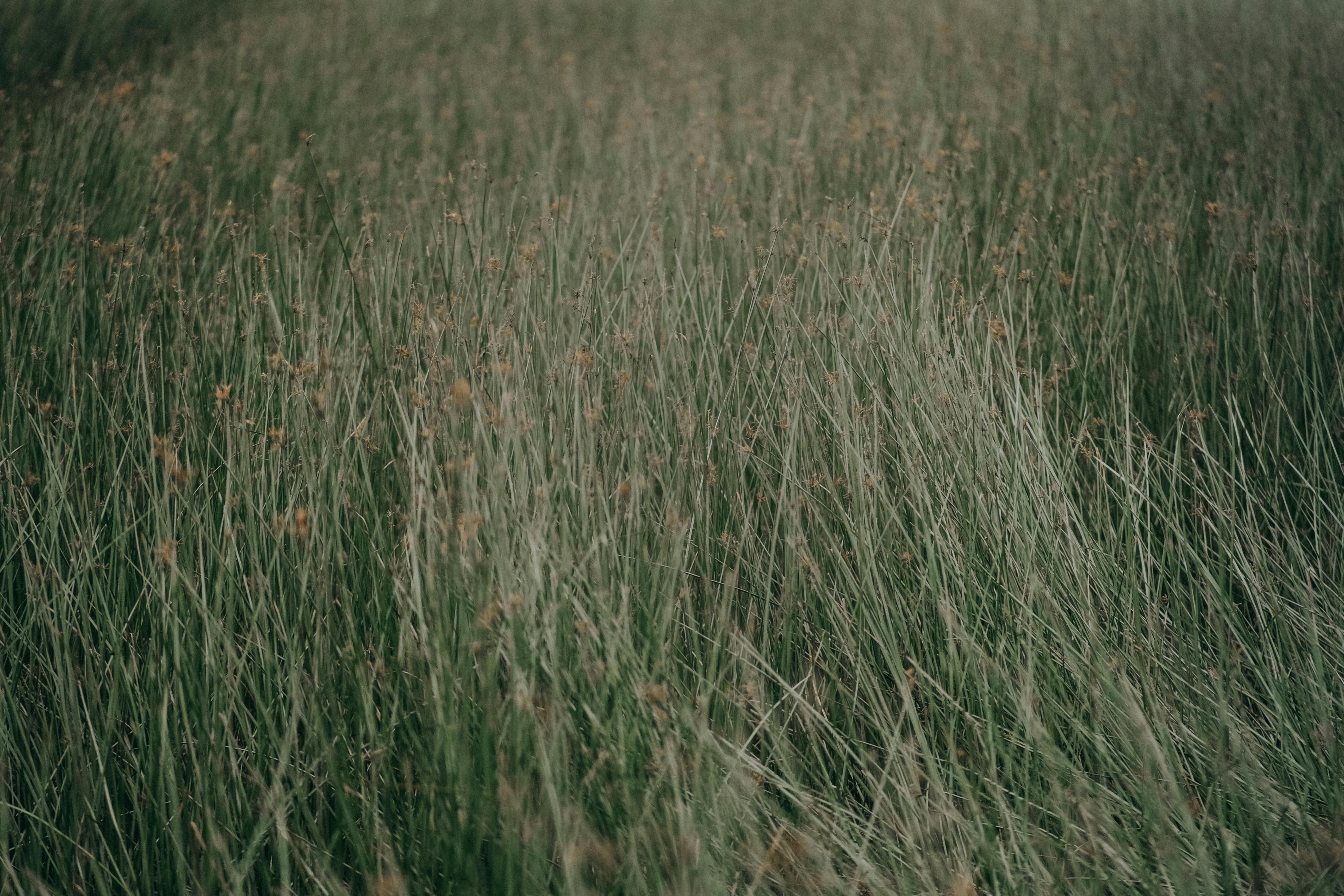 A Photo of a Grass · Free Stock Photo