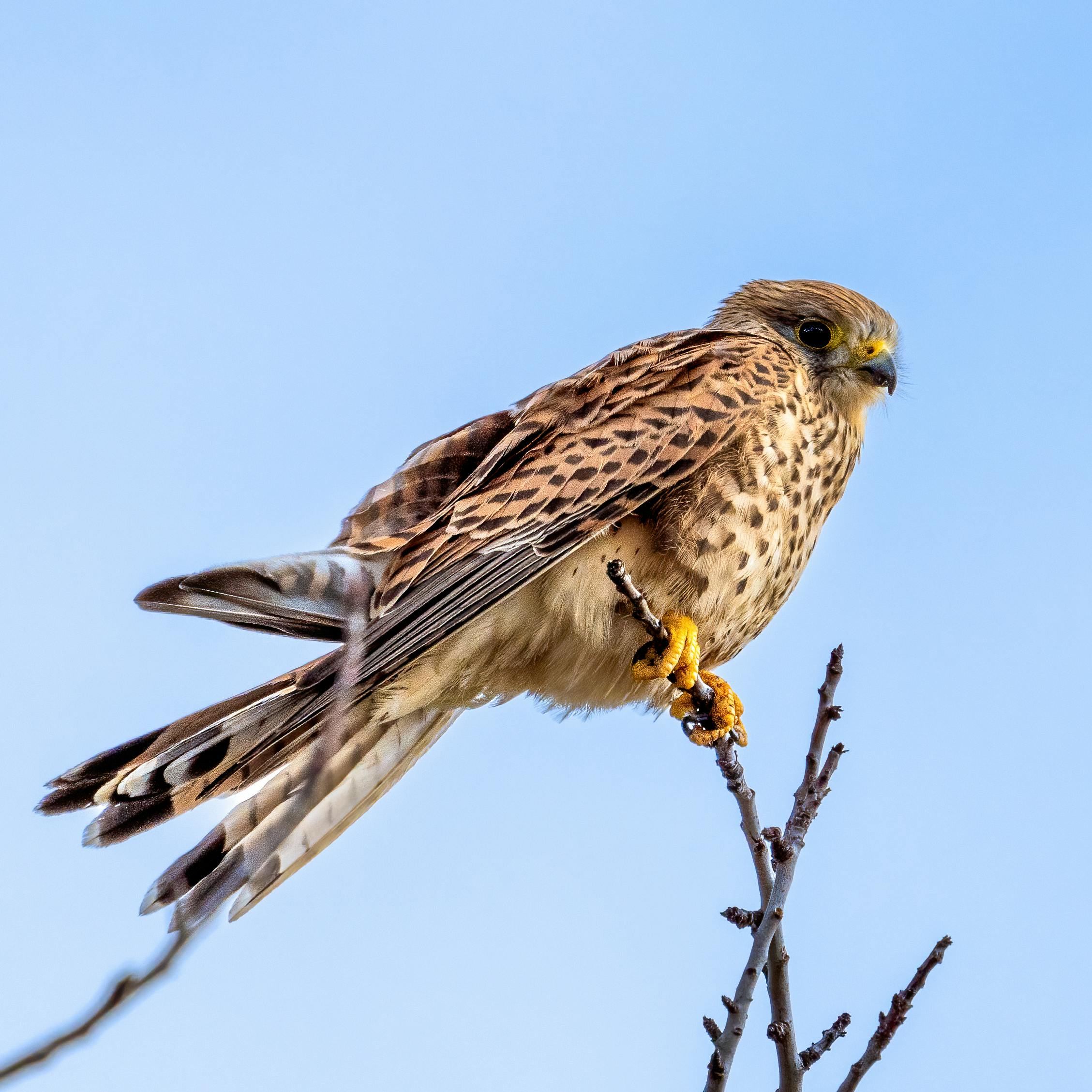 Kestrel Photos, Download The BEST Free Kestrel Stock Photos & HD Images