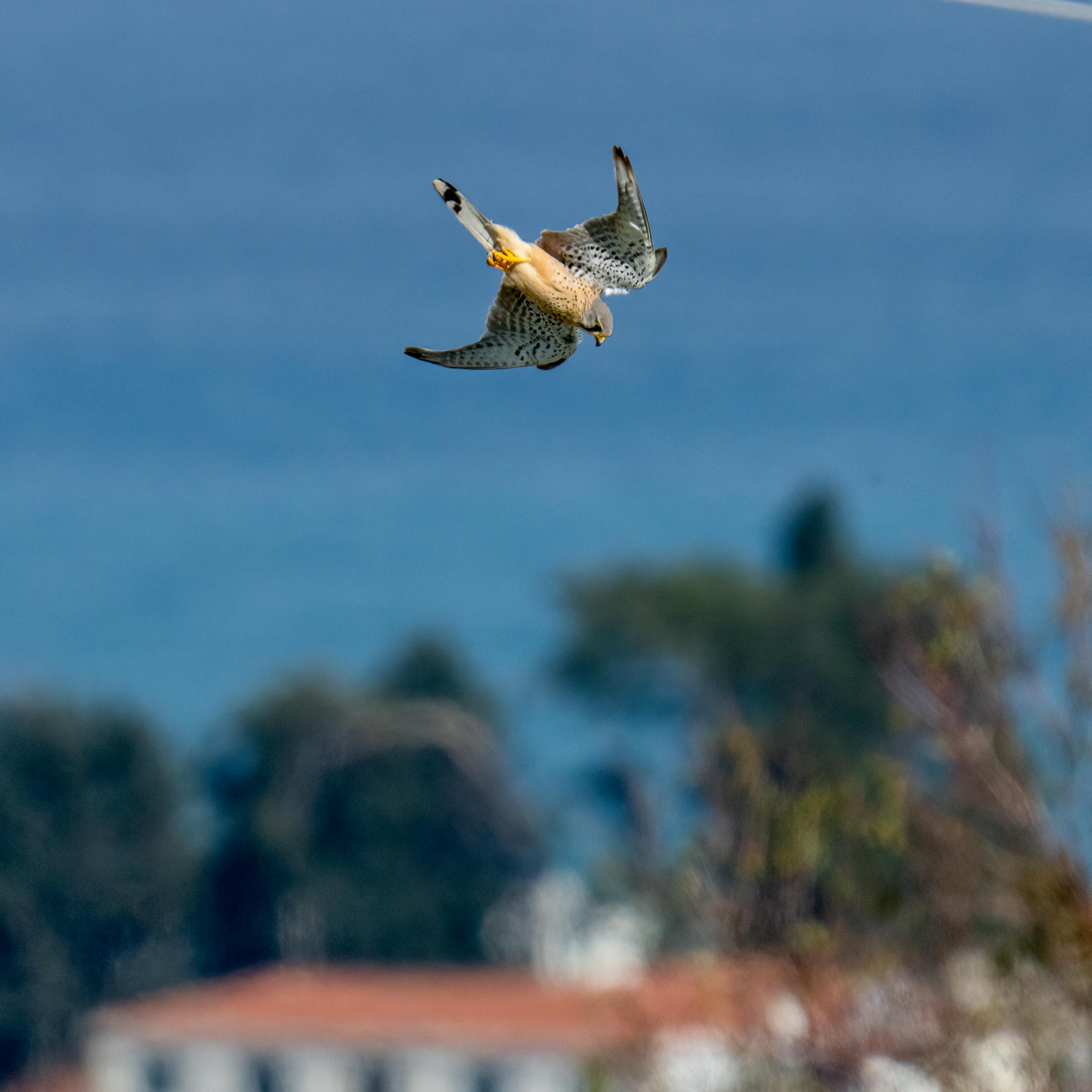 A Kestrel Flying in the Air · Free Stock Photo