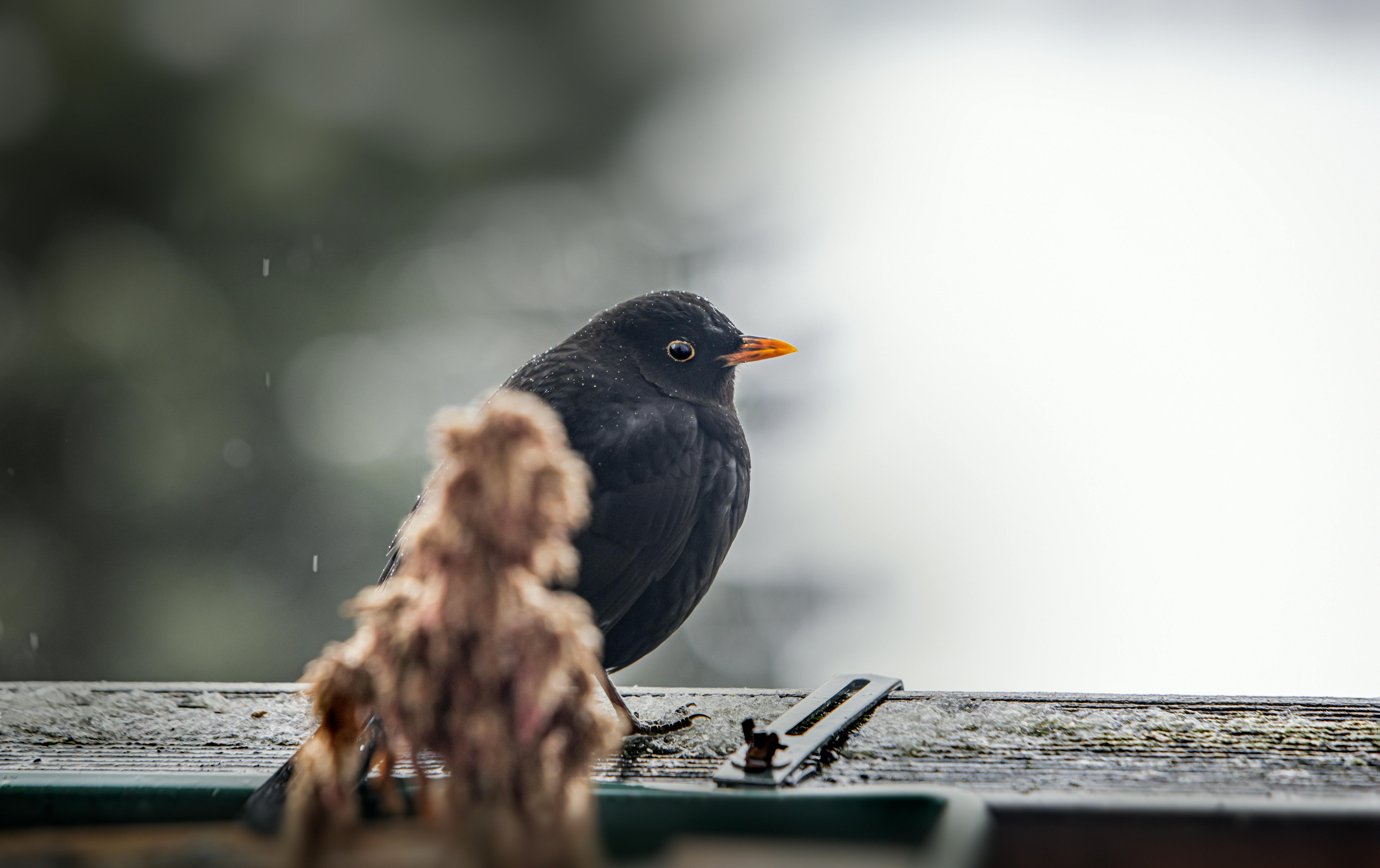 Close Up Shot of a Blackbird · Free Stock Photo
