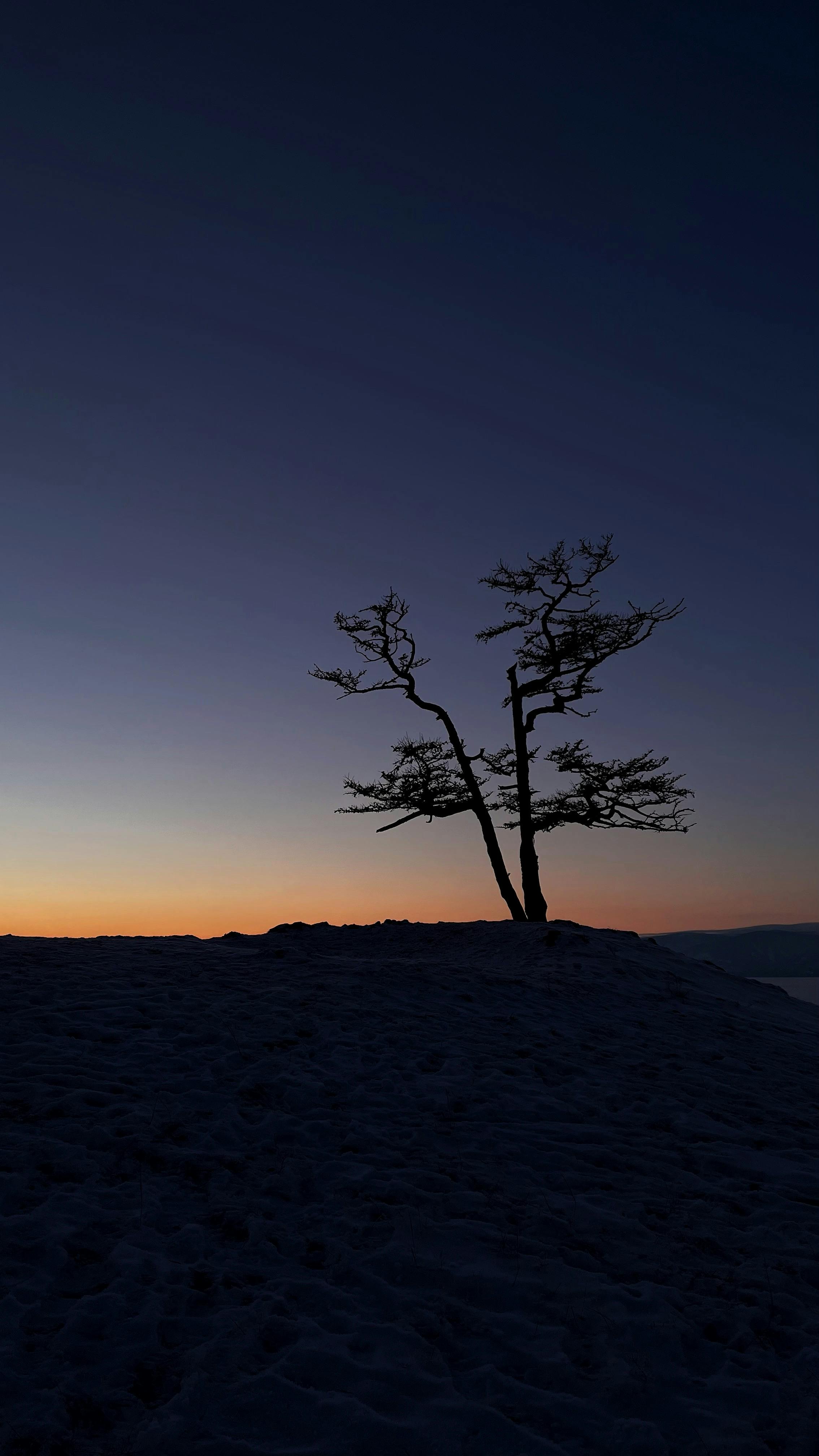 A Tree on Hill during Sunset · Free Stock Photo