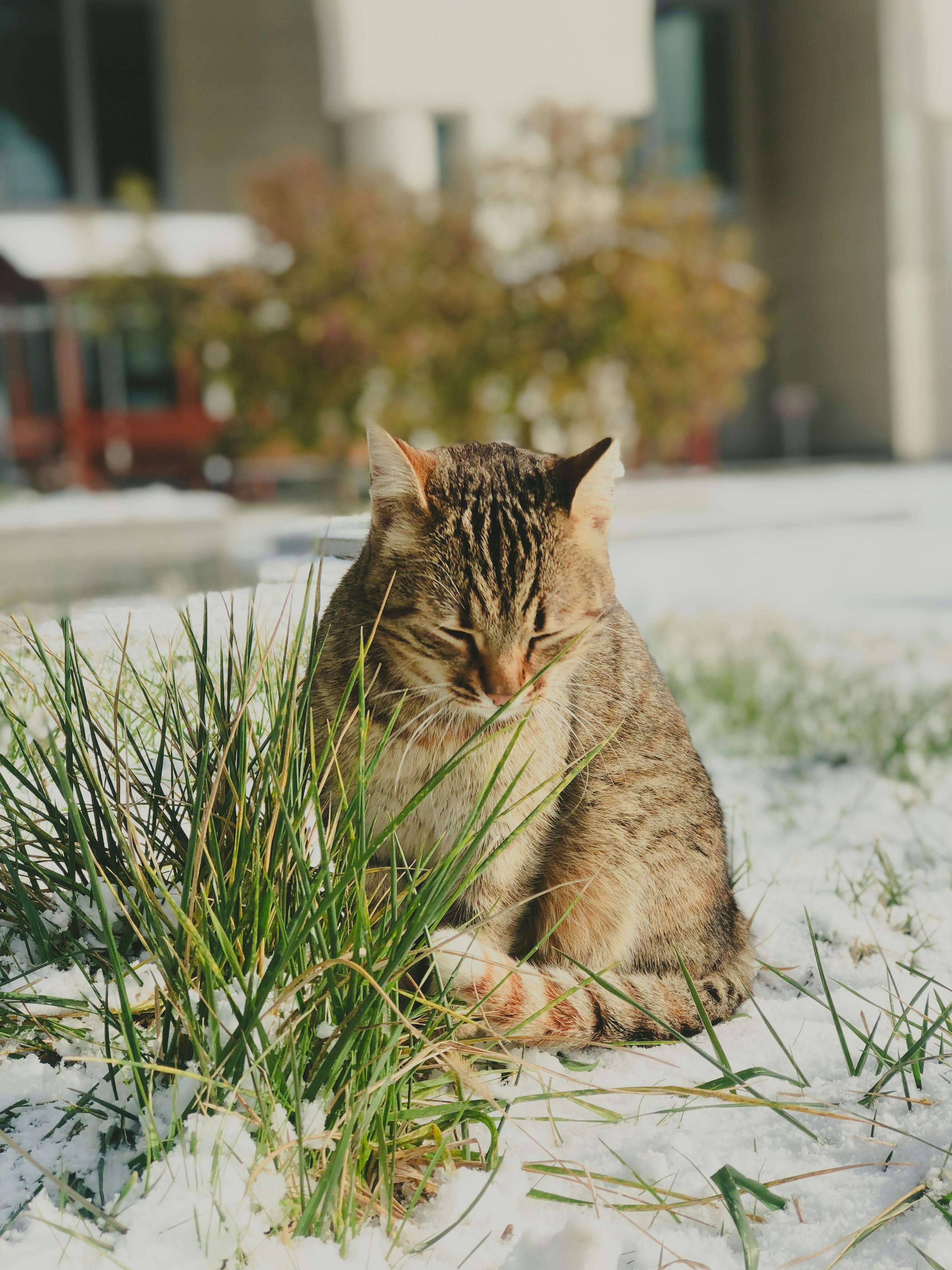 A Tabby Cat Sitting on the Sand with Grass · Free Stock Photo