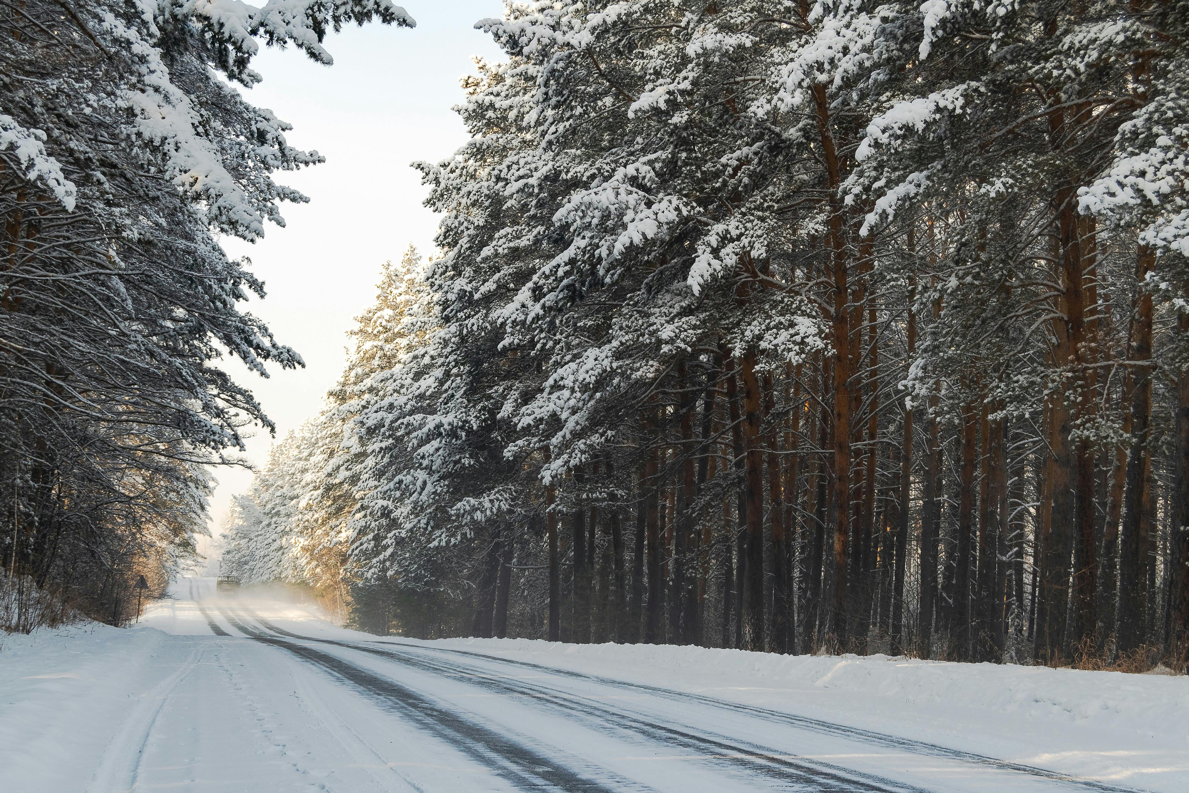 Snow Covered Road in Between Trees · Free Stock Photo