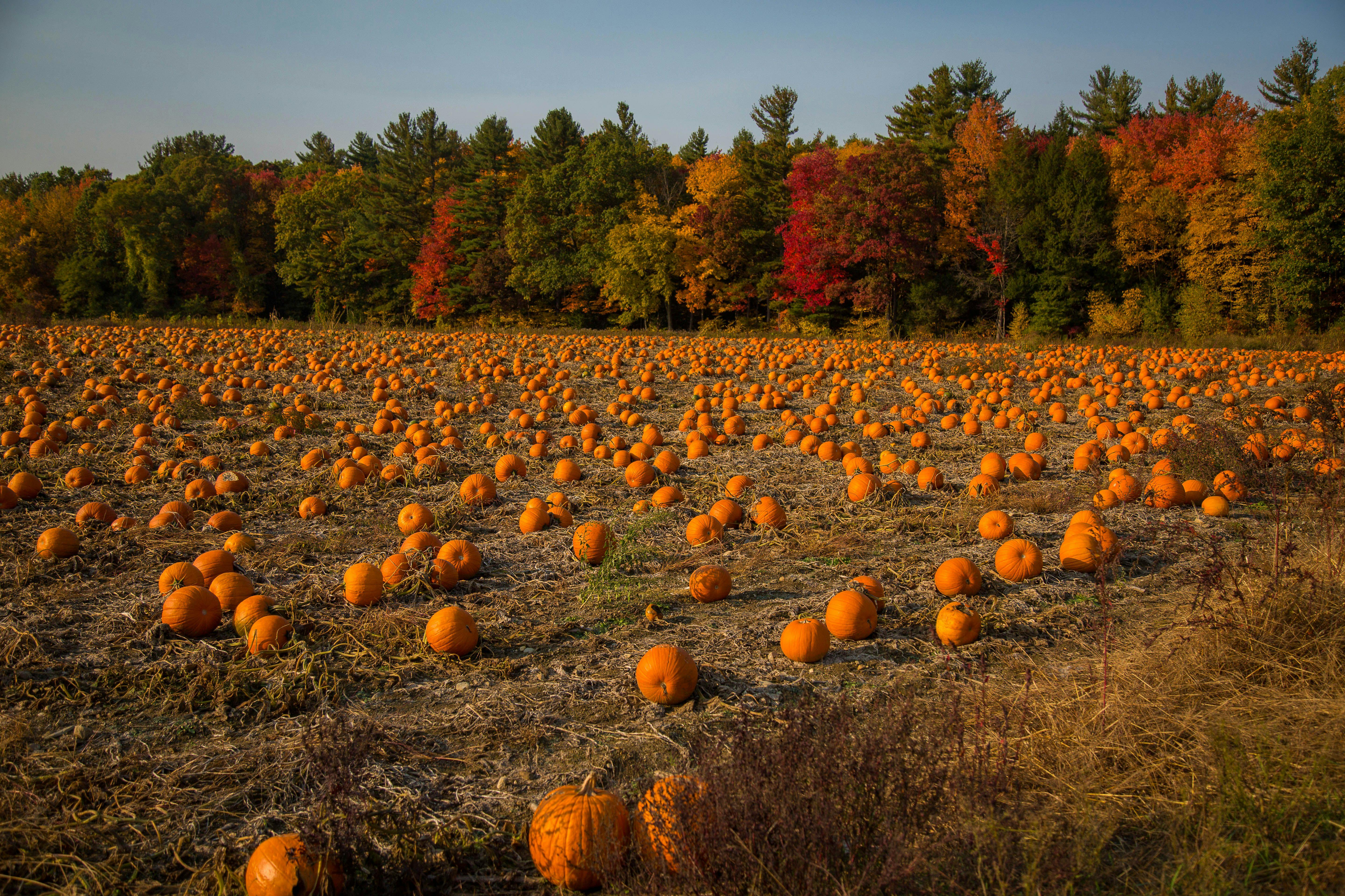 Orange Pumpkins on the Field · Free Stock Photo