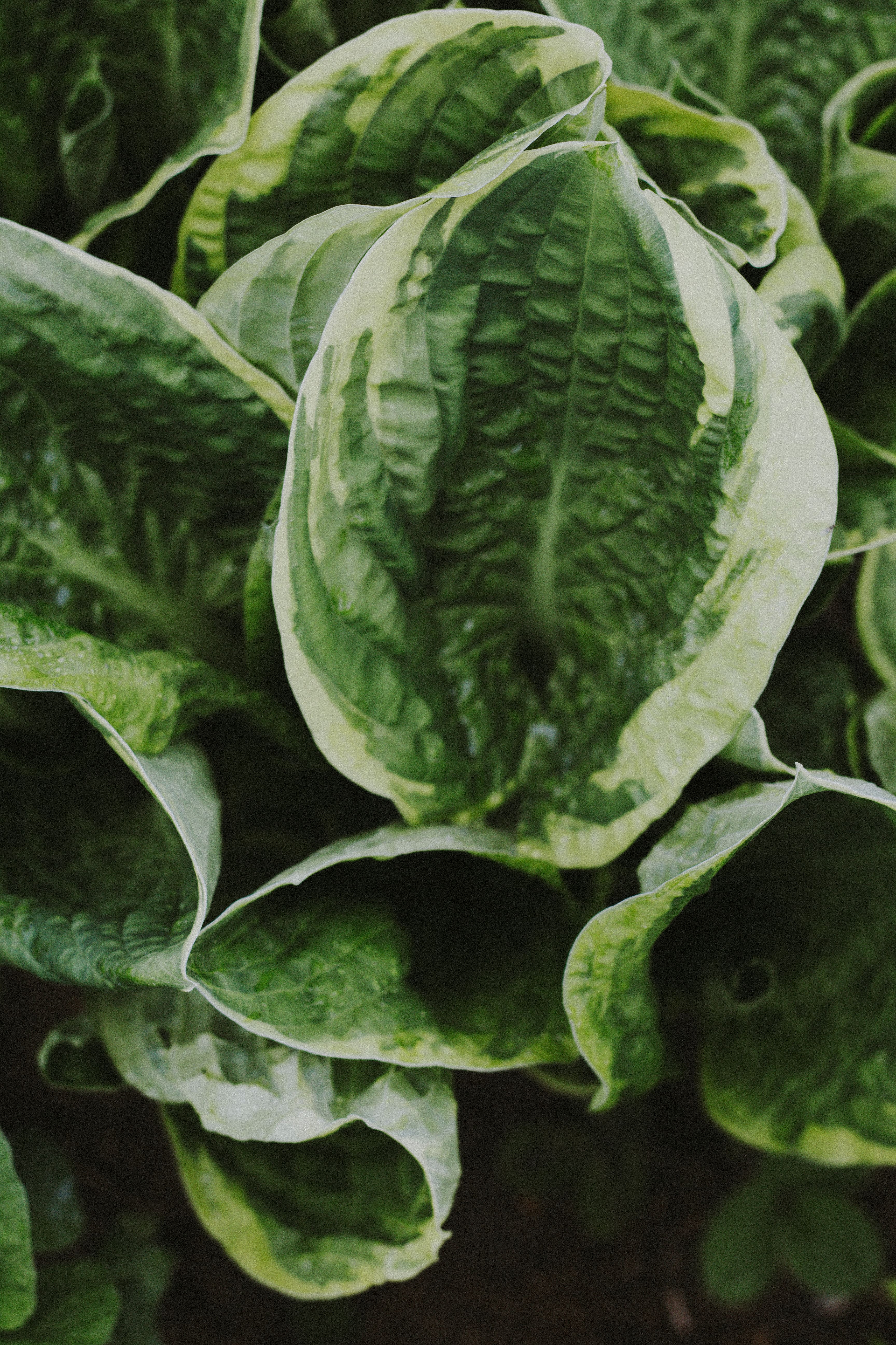 Green Oblate Leaf Plant · Free Stock Photo