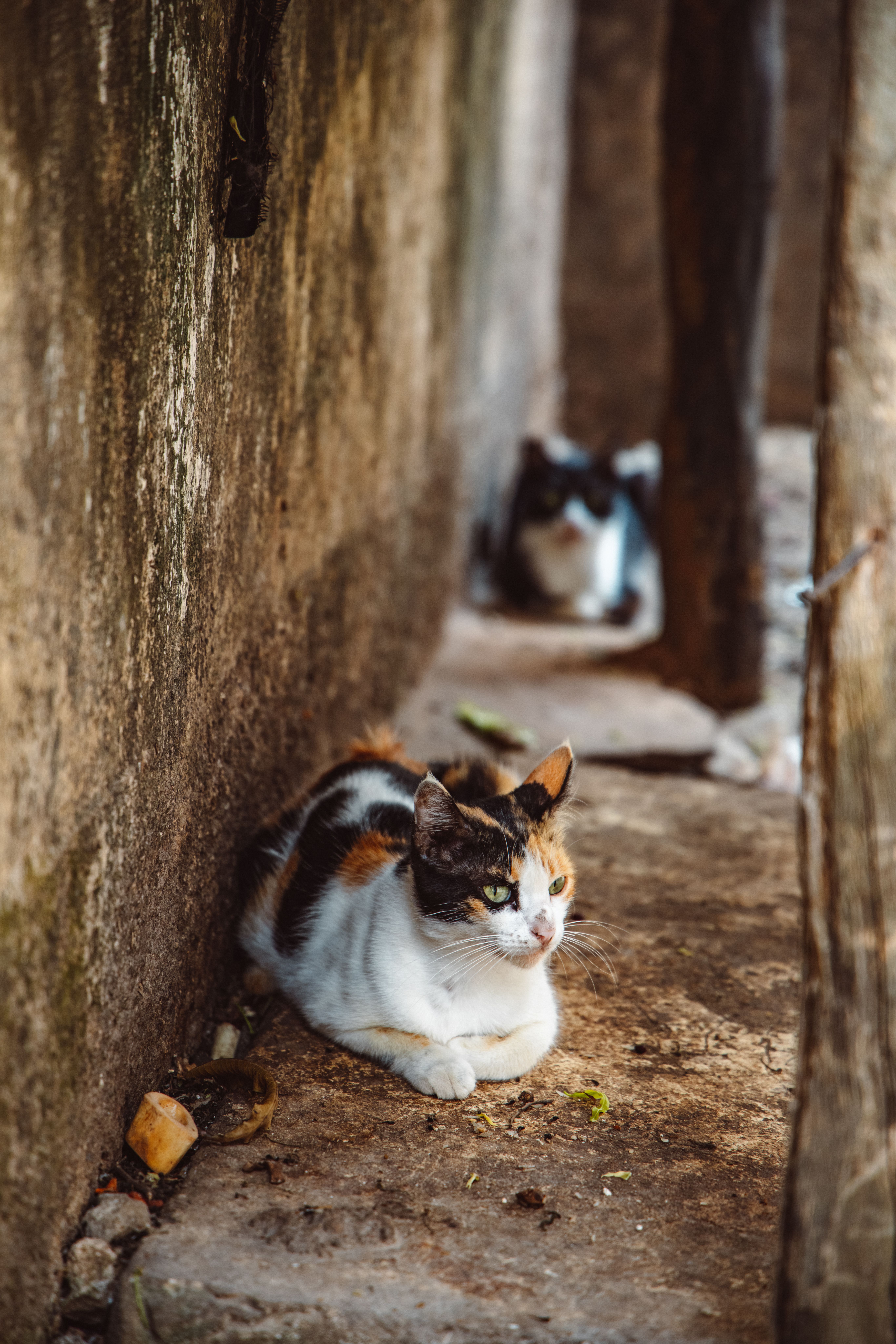 Stray Texture Photos, Download The BEST Free Stray Texture Stock Photos ...